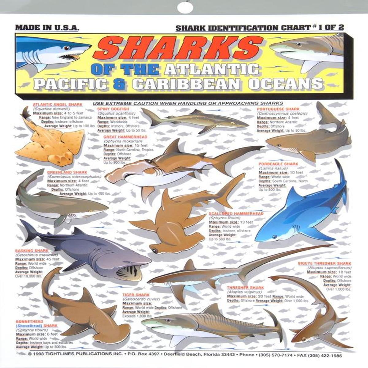 Tightline Publications Shark Identification Chart - Walmart.com