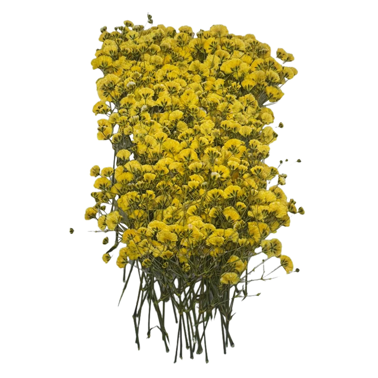 Tigivemen 100Pcs Star Flower Bouquet Bulk Dried Gypsophila Flowers for ...