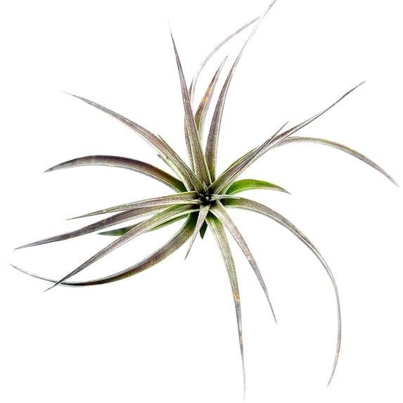 Tillandsia Aeranthos Purple Air Plant (3-5