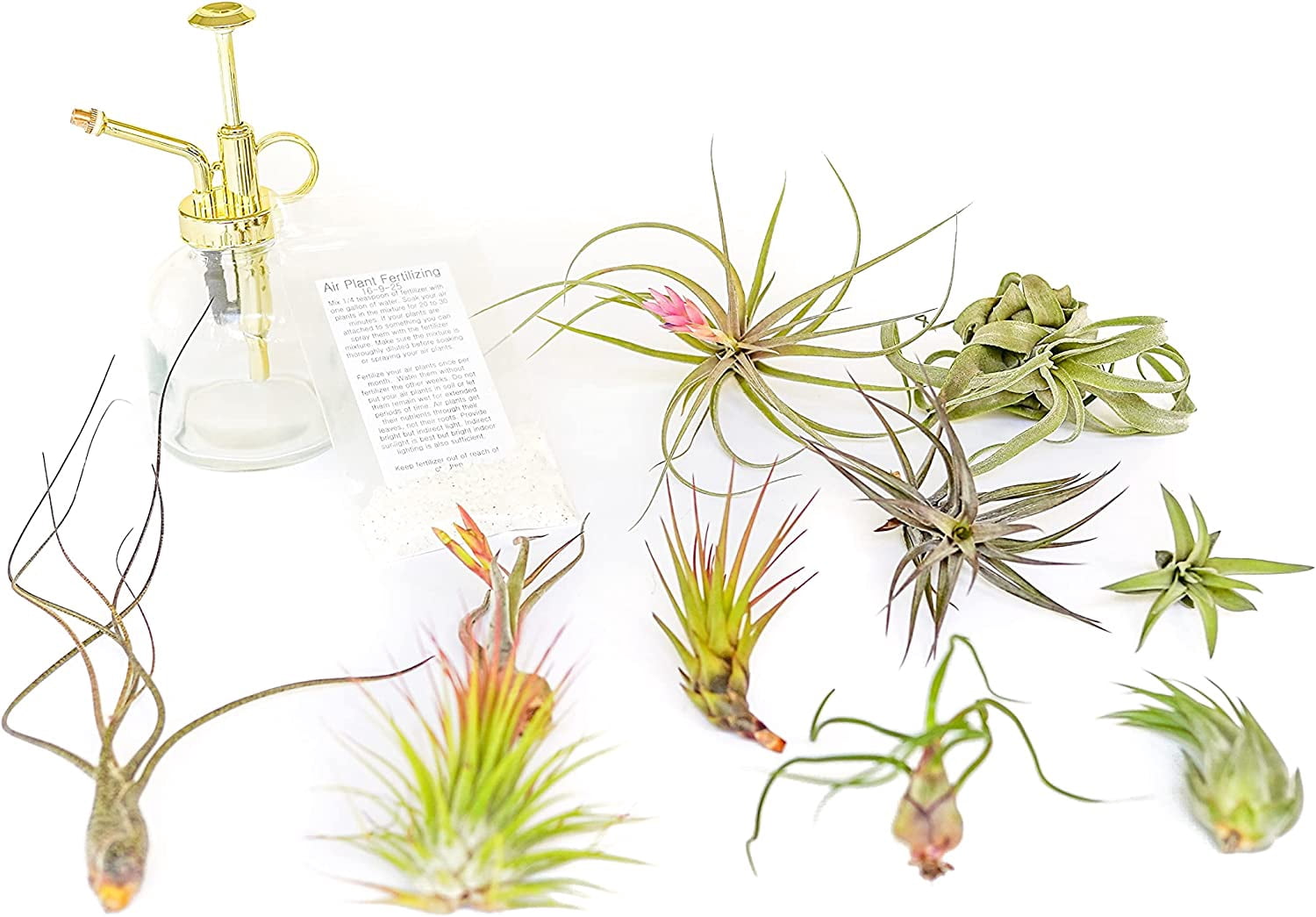 Tillandsia Air Plant Grab Bag of 10 Small & Medium Plants, Fertilizer ...