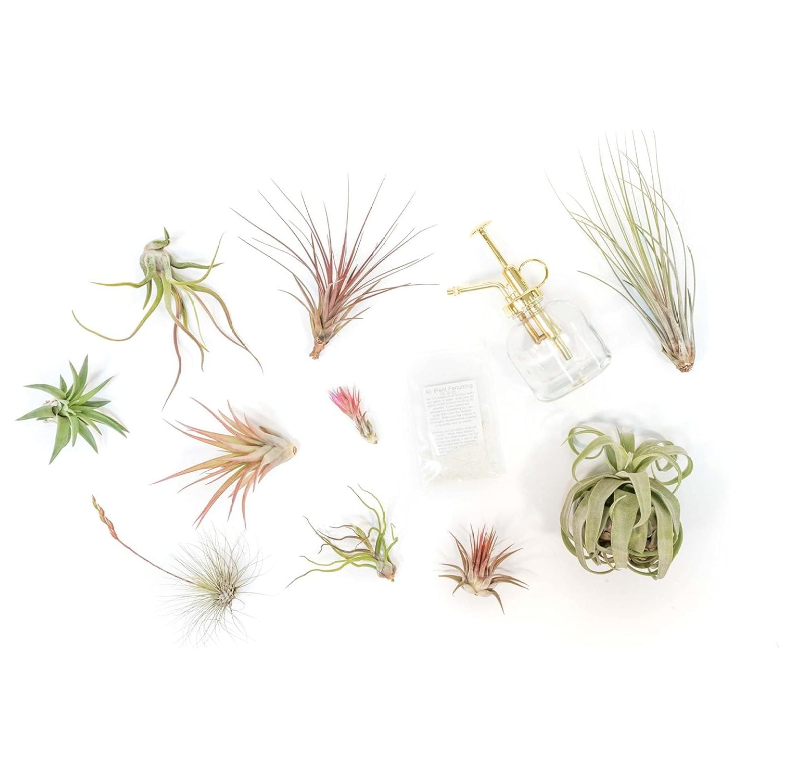 Tillandsia Air Plant Grab Bag of 10 Small & Medium Plants, Fertilizer ...