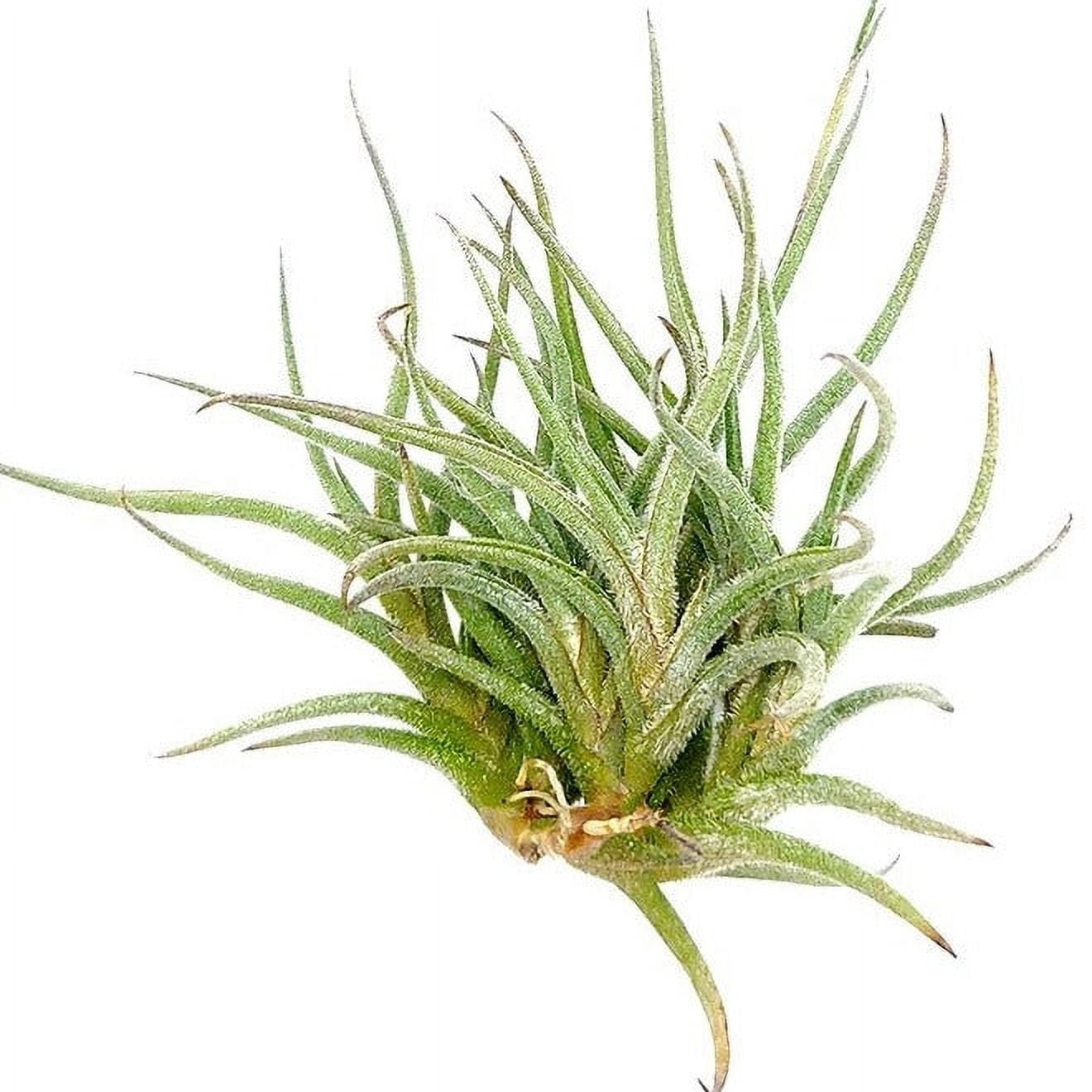 Tillandsia Bandensis Clump Air Plant (2-3