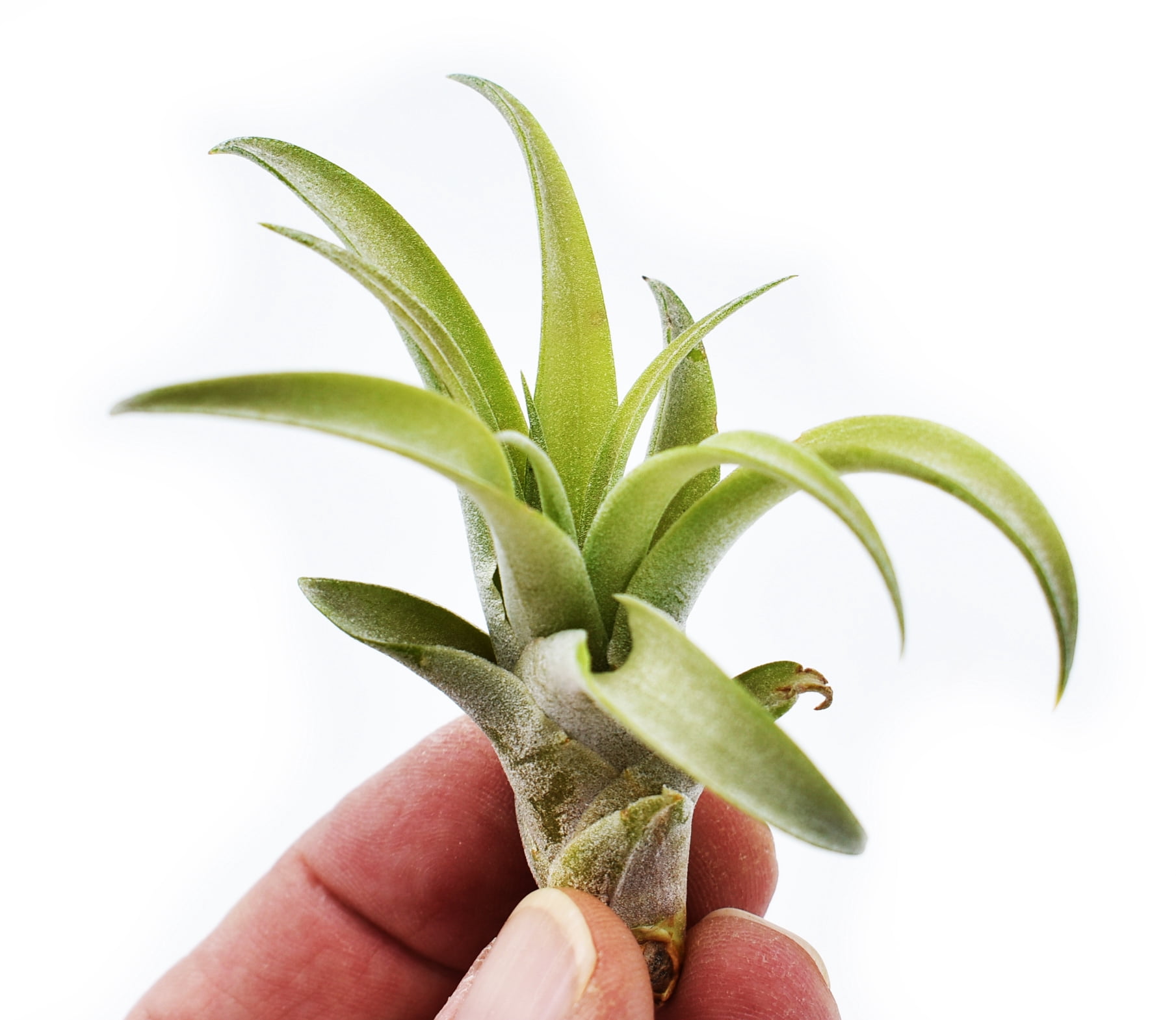 Tillandsia Capitata Peach (About 2") Beautiful Air Plant Beach Wedding ...
