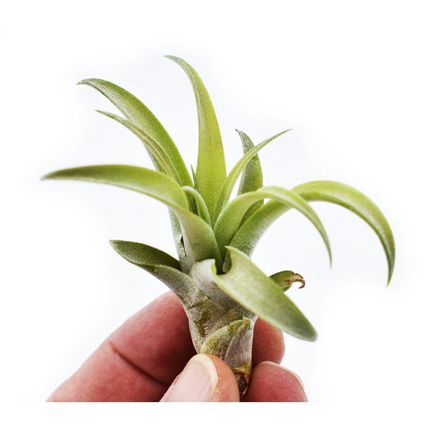 Tillandsia Capitata Peach (About 2") Beautiful Air Plant Beach Wedding ...