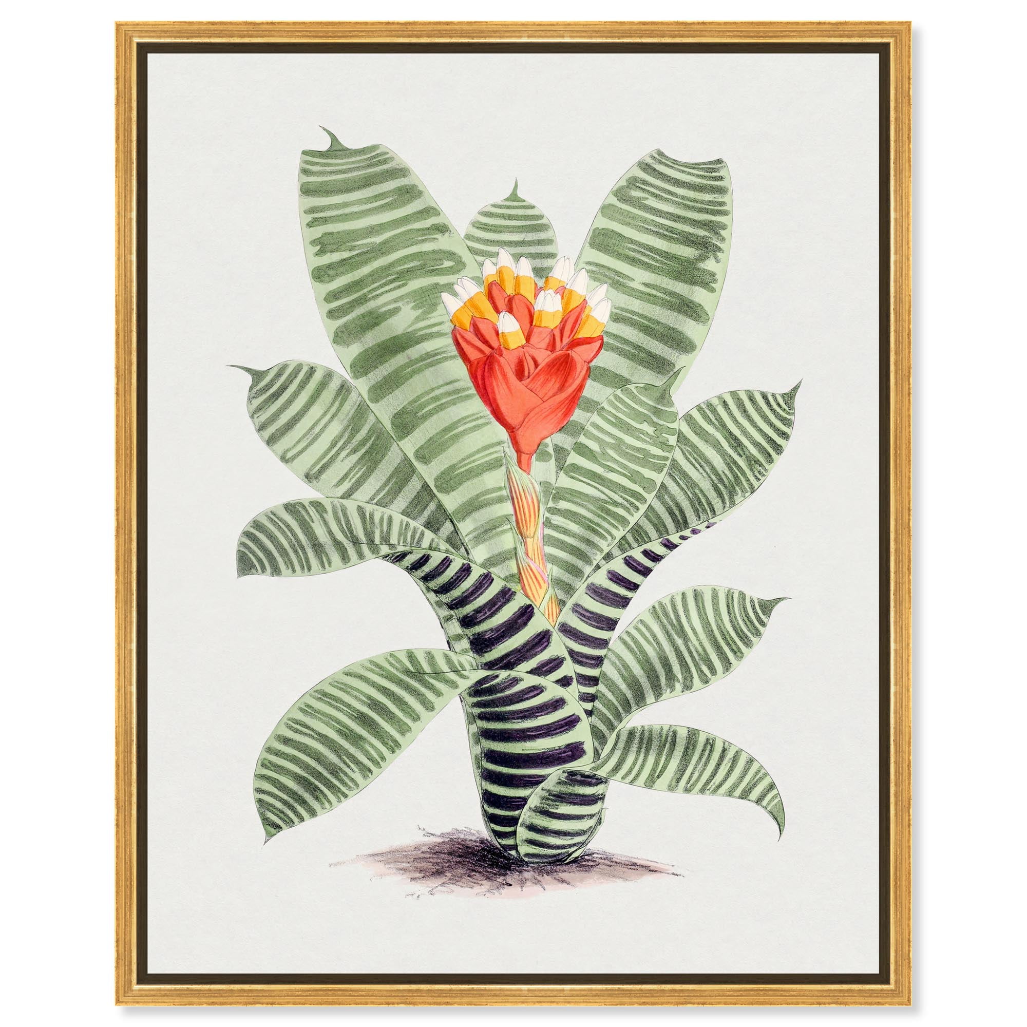 Tillandsia Musaica Plant Canvas Vintage Botanical by Art Remedy, Gold ...