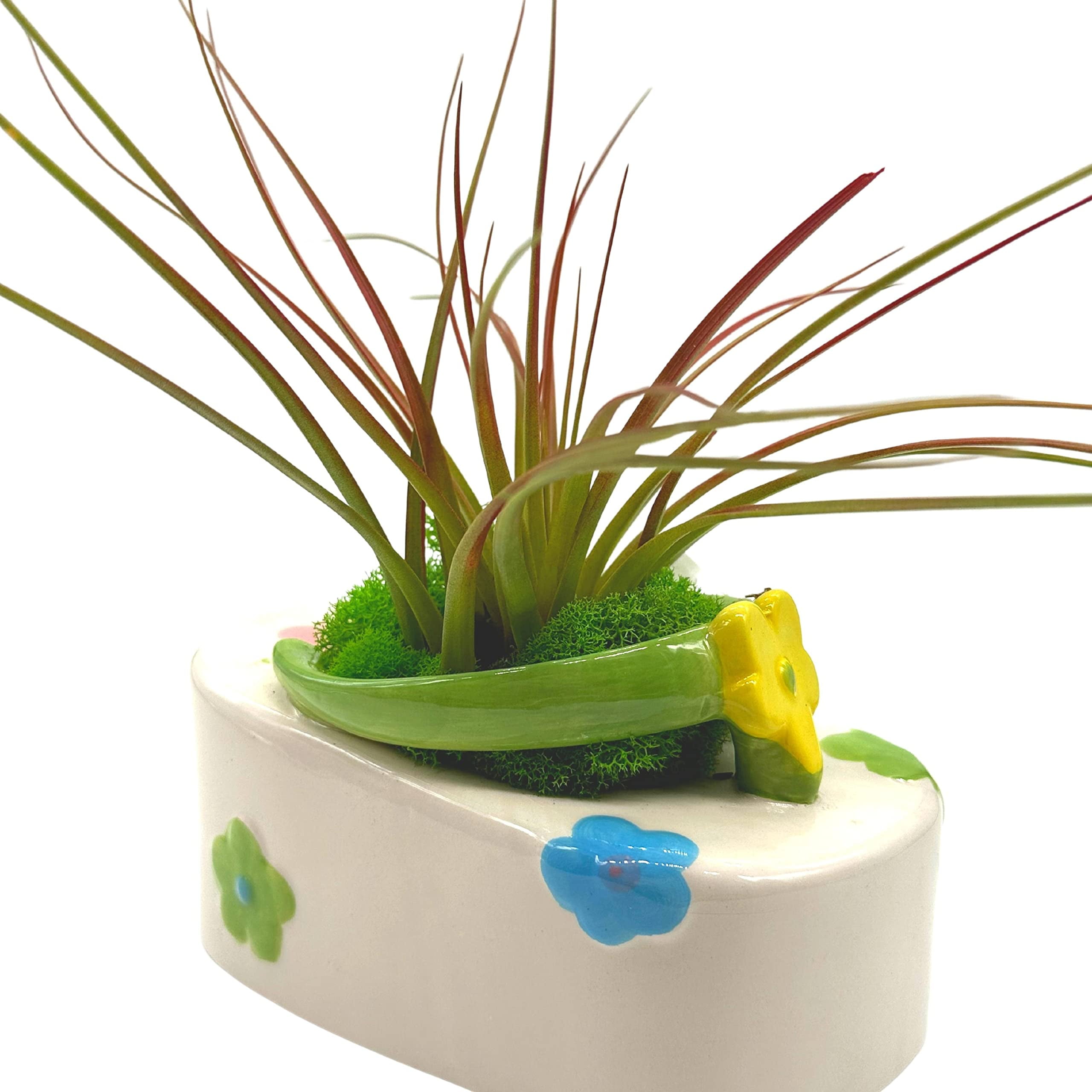 Tillandsia Planted in a Ceramic Sandal Shaped Planter, Flip Flop Pot ...