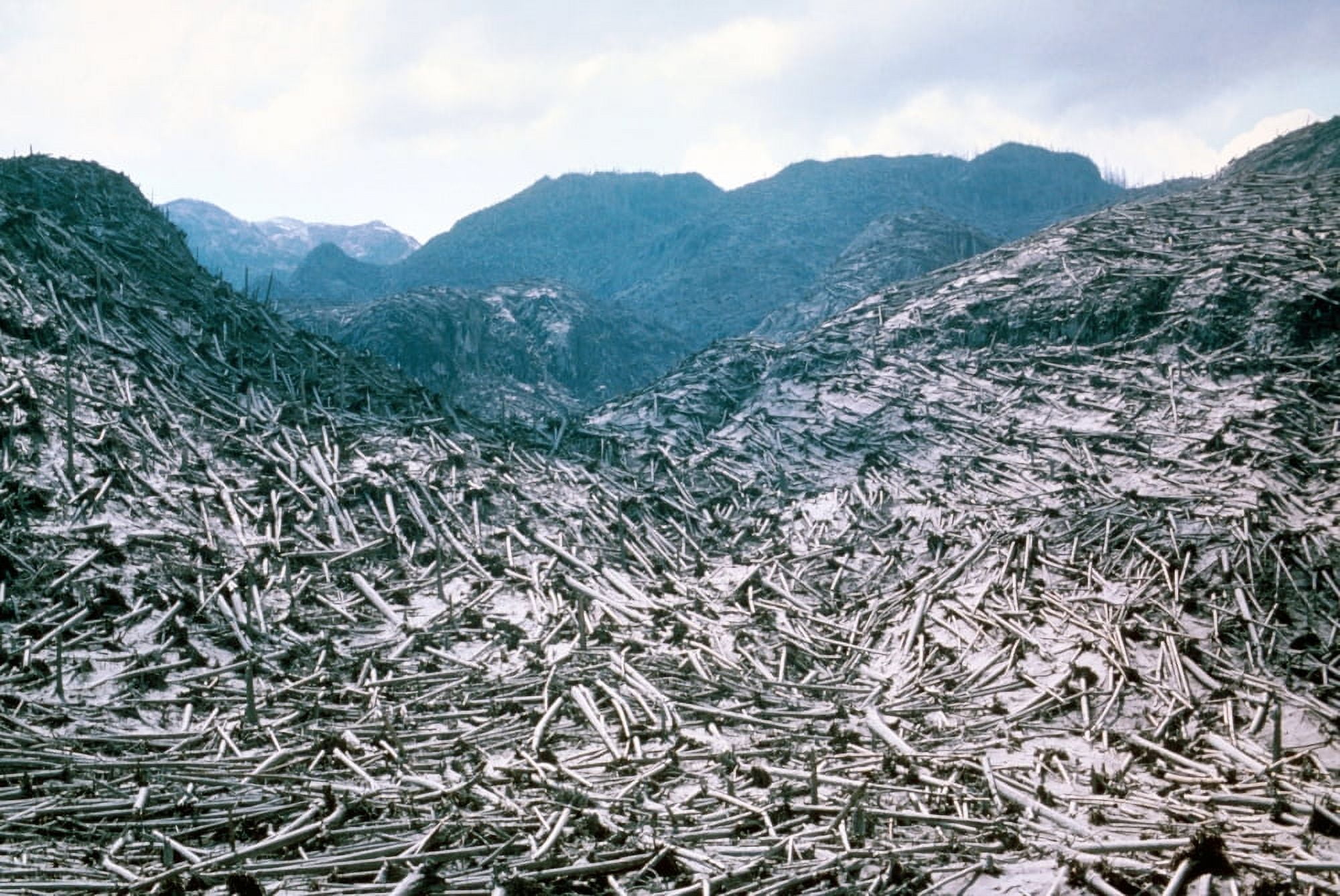 Timber Destroyed By May 18 1980 Eruption Of Mount St. Helens. Trees ...