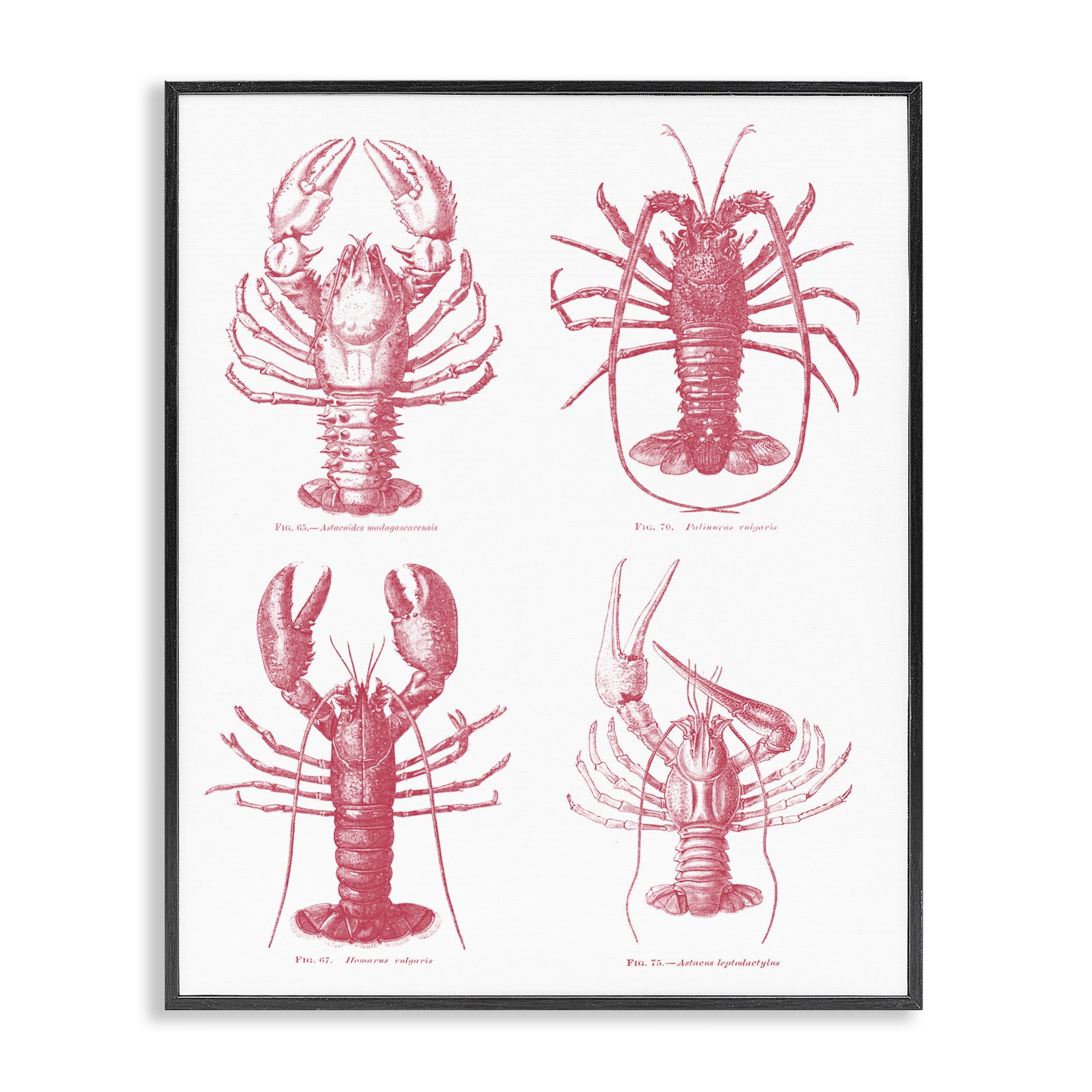 Timeless Lobsters Species Black Framed Giclee Art, design by Lettered ...