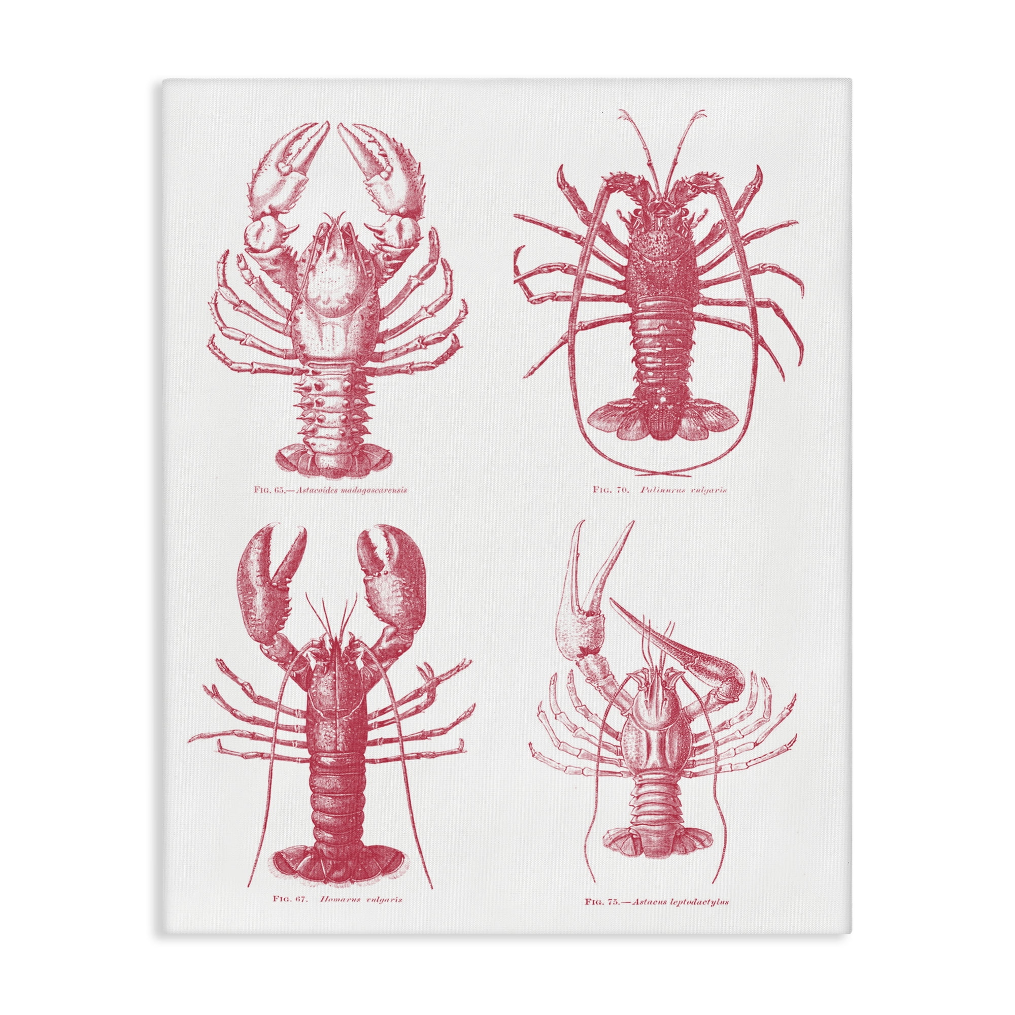 Timeless Lobsters Species Canvas Wall Art, design by Lettered and Lined ...