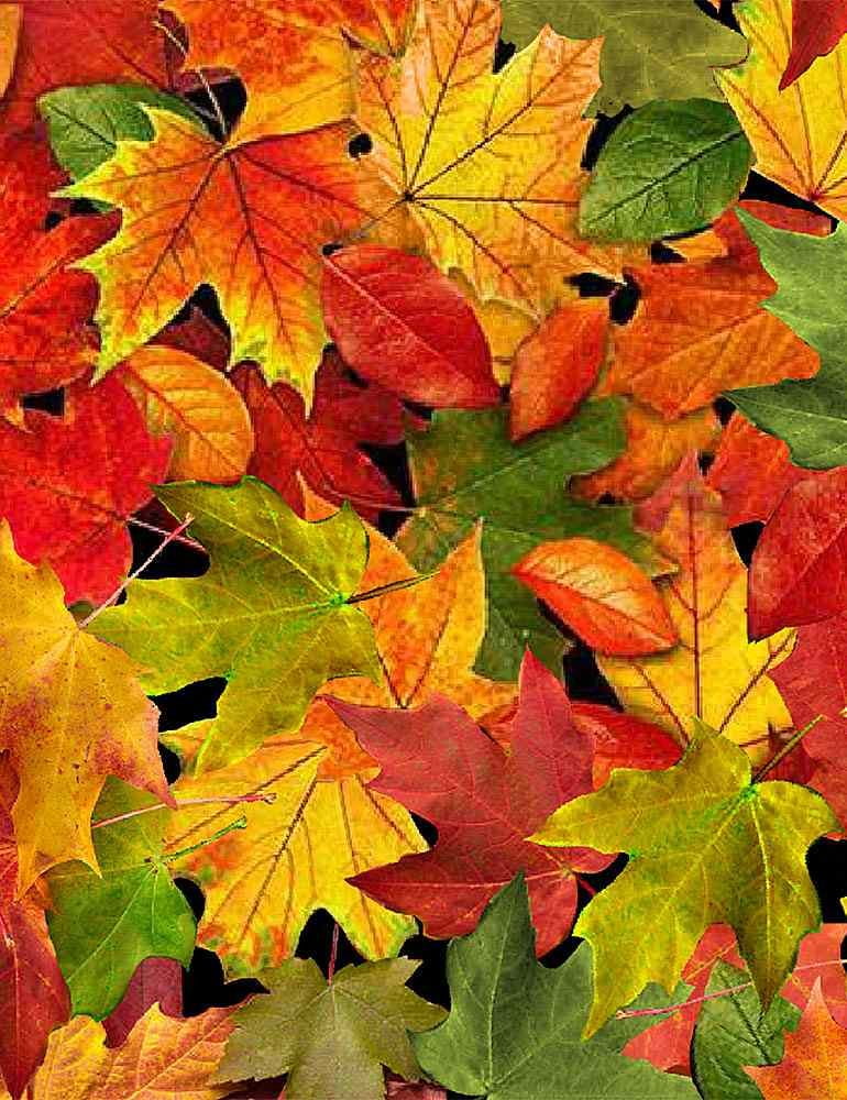 Timeless Treasures Fall Foliage Nature C8649 Autumn Large Leaves Multi ...