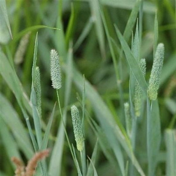 Timothy Grass Seed - 20 Lbs. - Walmart.com