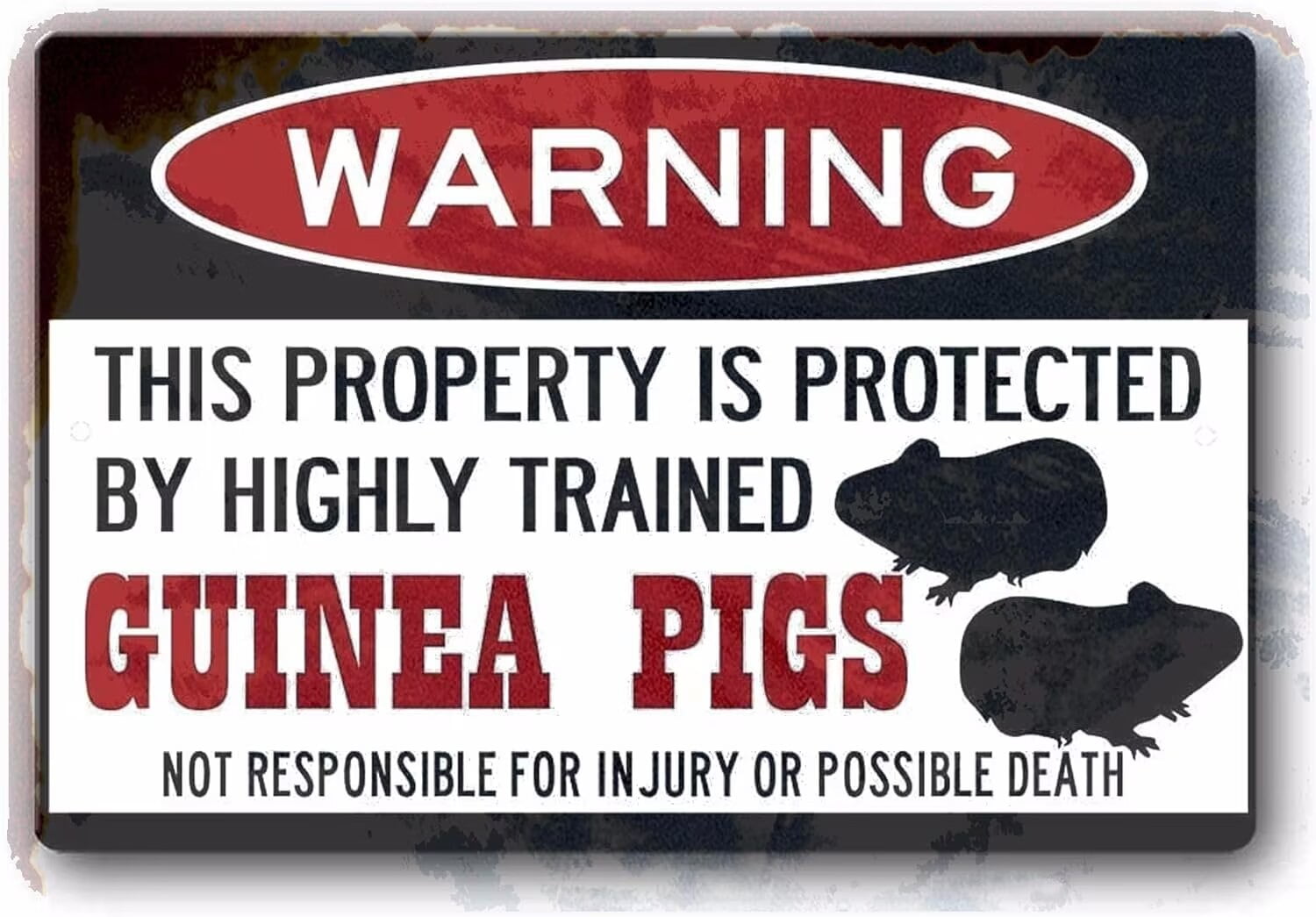Tin Poster Metal Sign Guinea Pig,Funny S,Guinea Pigs,Guinea Pig Cage ...