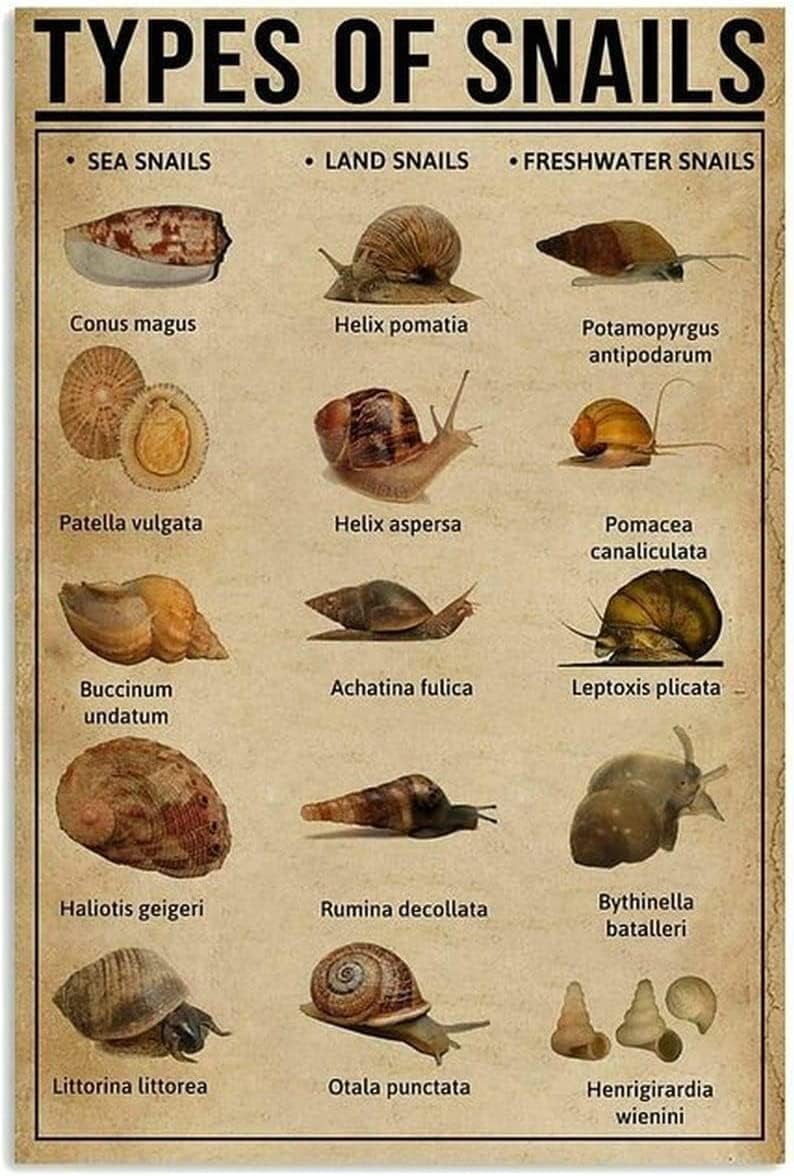 Tin Sign 12x16 Inch Types of Snails Antique Tin Sign Rustic Wall Decor ...