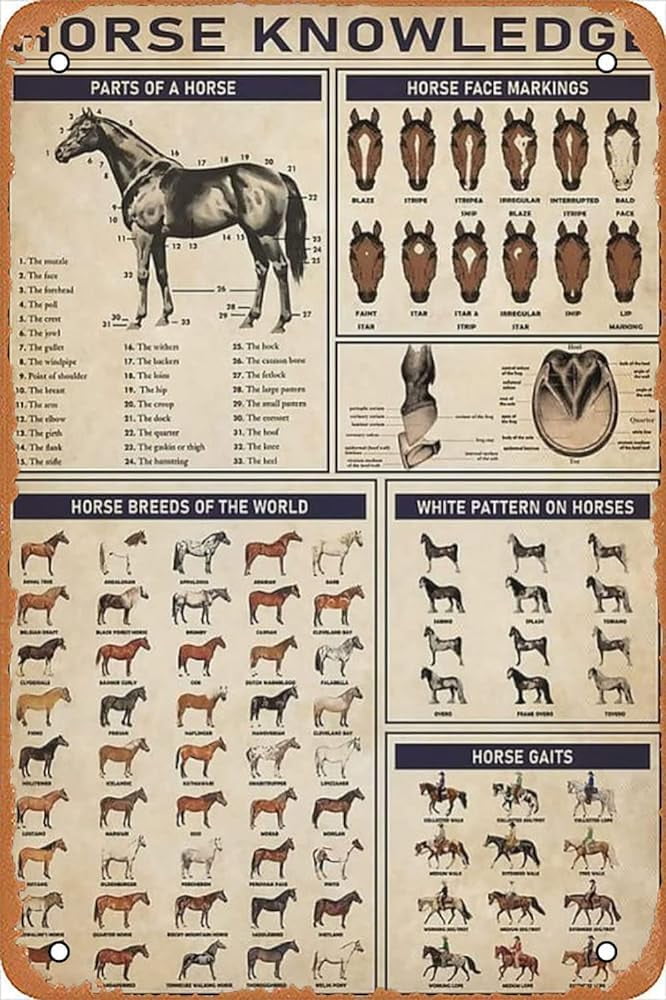 Tin Sign 8x12 Inch Animal Poster Horse Knowledge Breed Vintage Metal ...