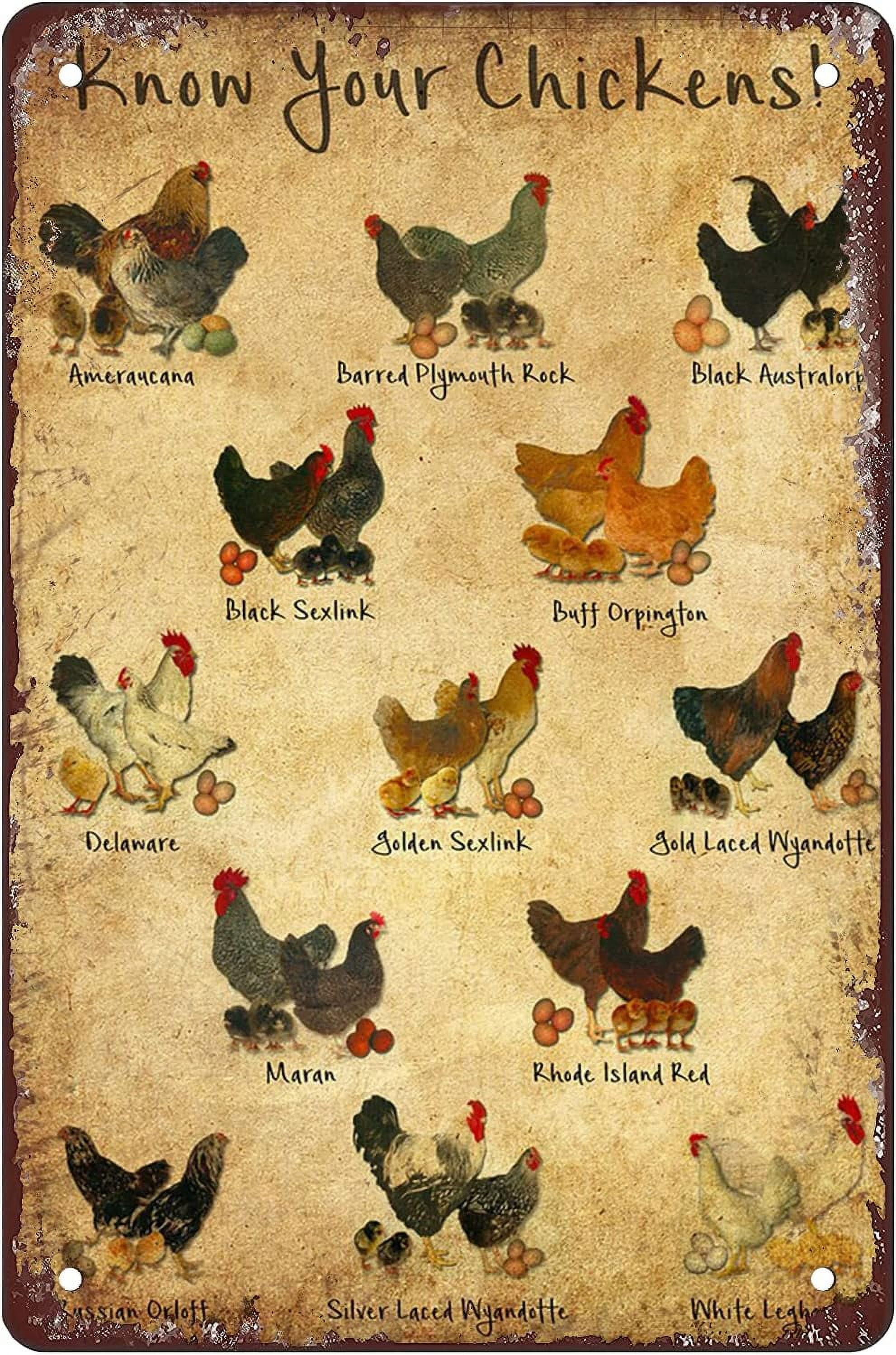 Tin Sign 8x12 Inch Chicken Breeds Chart Print Vintage Poultry Chicken ...