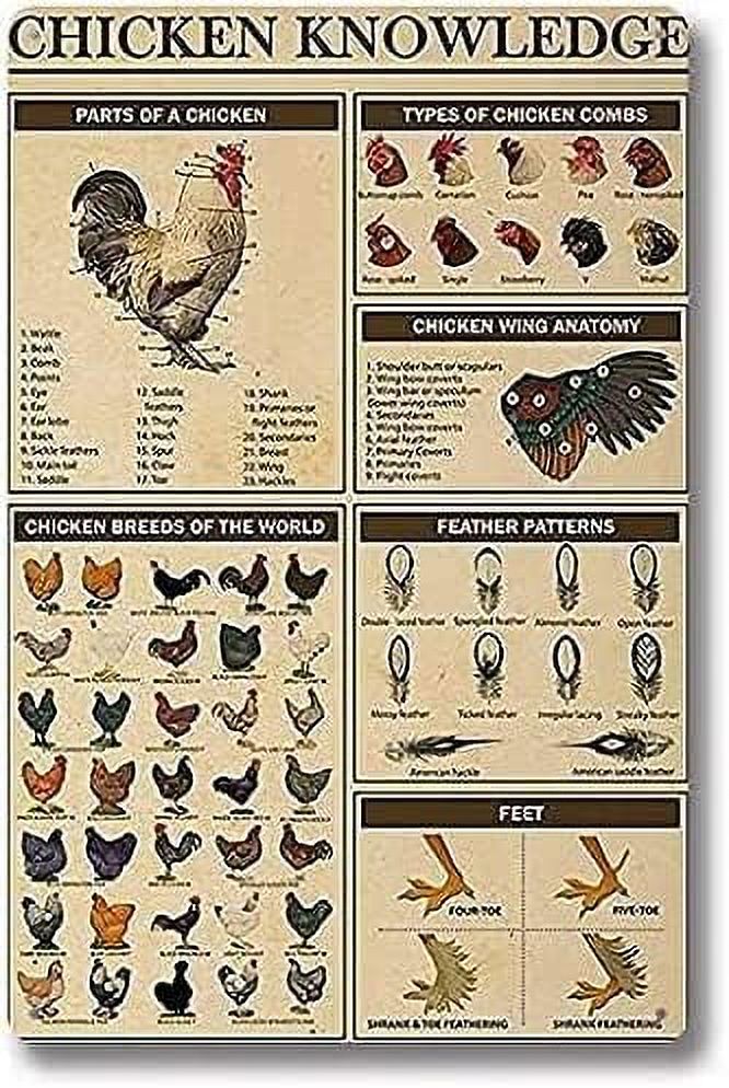 Tin Sign 8x12 Inch Chicken Knowledge Chicken Breeds of The World ...