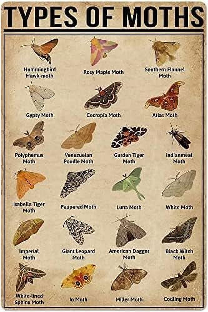 Tin Sign 8x12 Inch Retro Types Of Moths Tin Sign Knowledge Popular ...