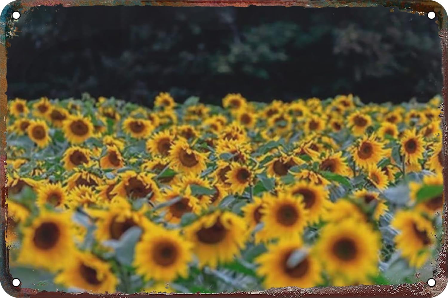 Tin Sign 8x12 Inch Tin Sign Sunflower Wall Decorative Sign Sunflowers ...