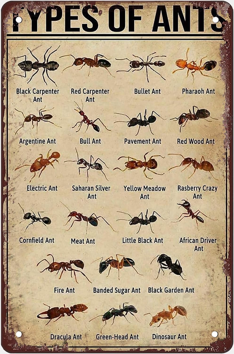 Tin Sign 8x12 Inch Vintage Aluminum Sign Metal Poster Plaque Types Of ...