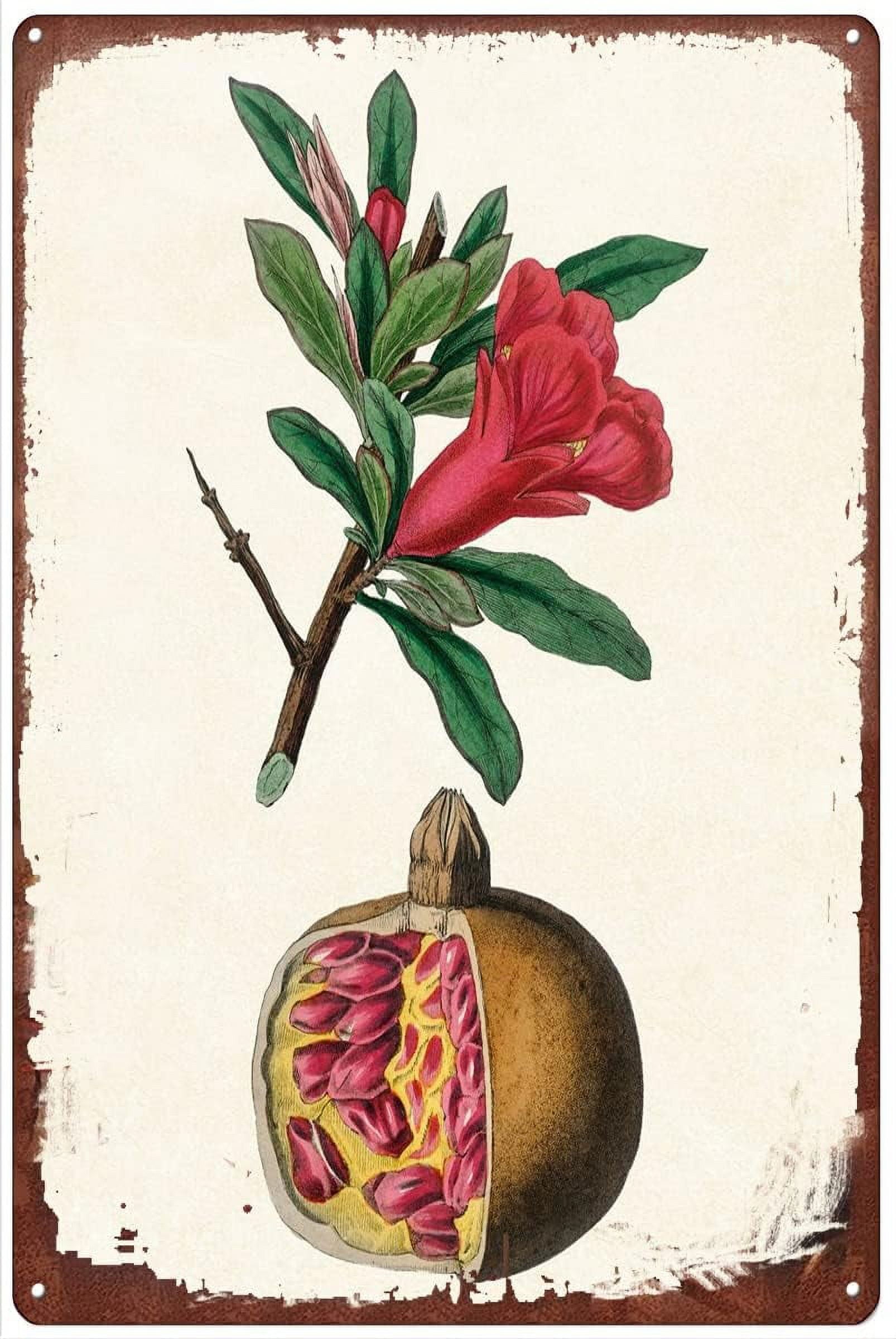 Tin Sign 8x5.5 Inch Pomegranate With Flowering Branch Vintage Botanical ...