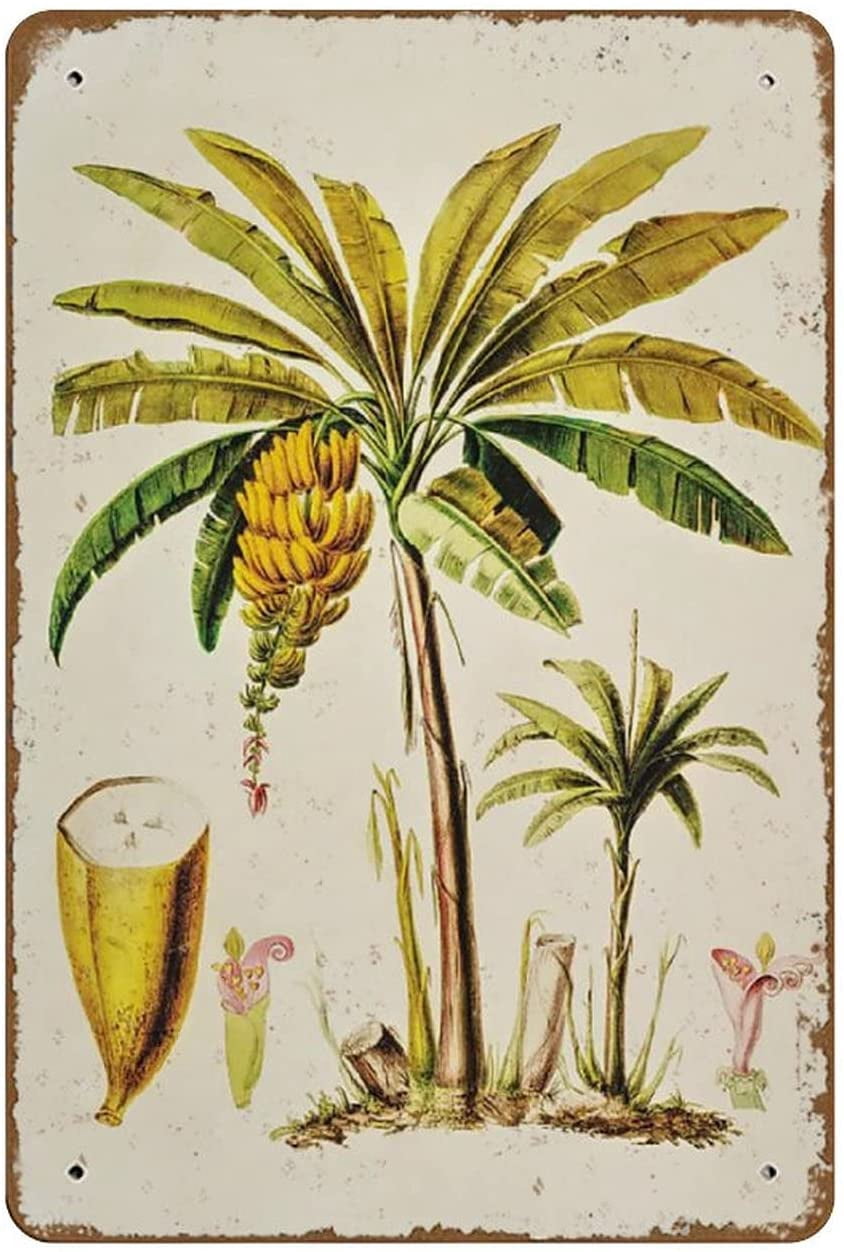 Tin Sign 8x5.5 Inch Poster Vintage Illustration Of Bananas Garden ...