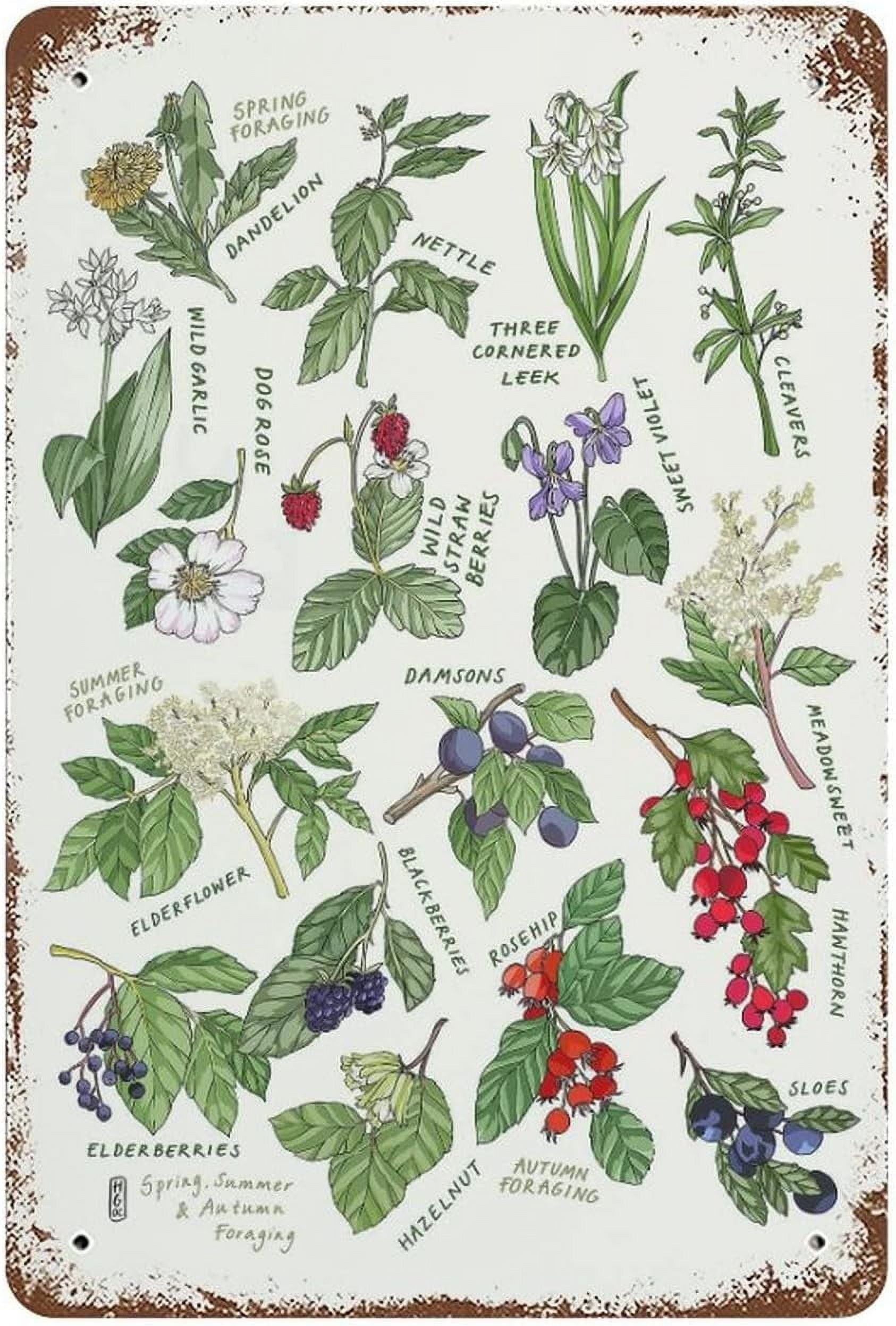 Tin Sign 8x5.5 Inch Spring Summer Autumn Foraging Wild Food Foraging ...