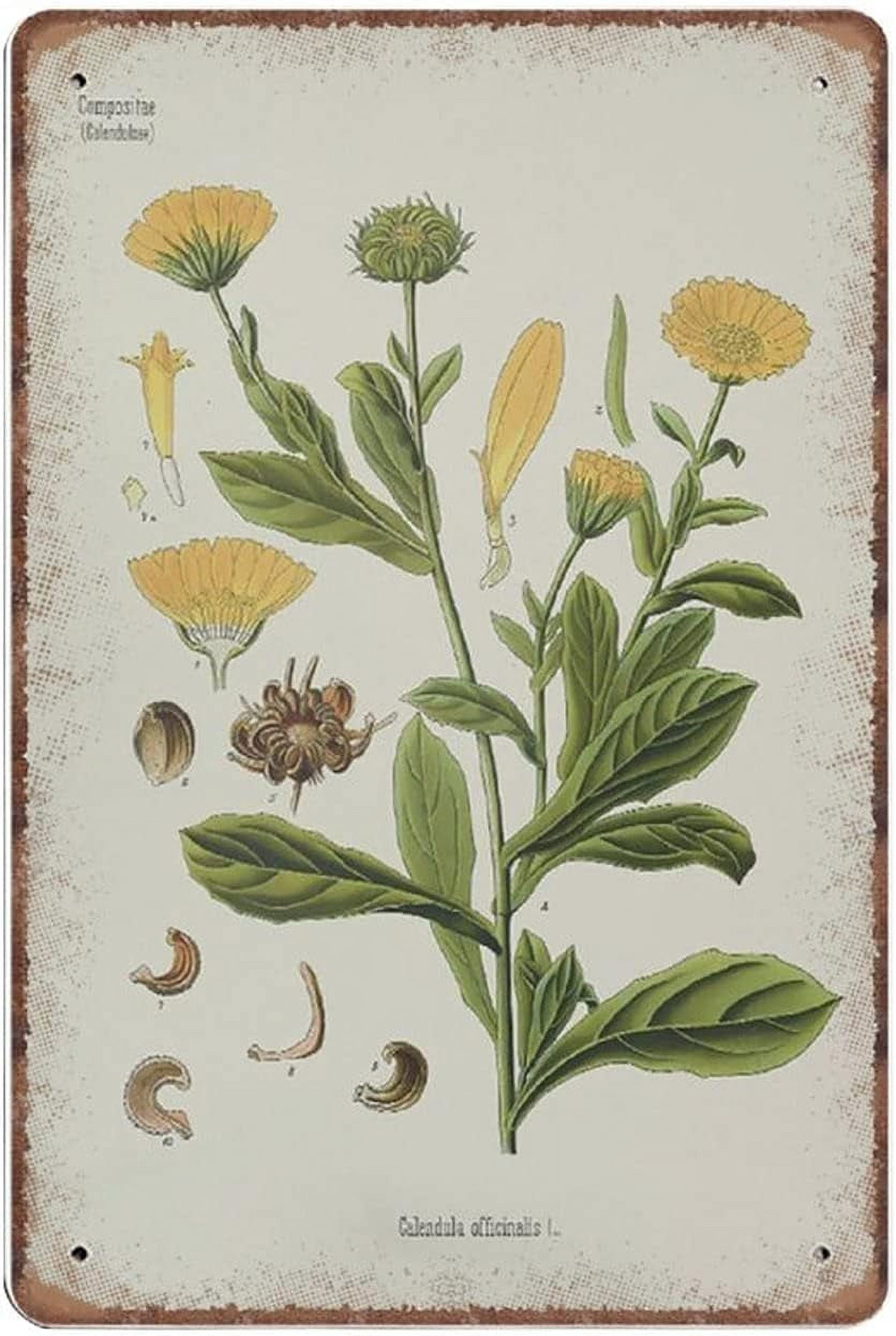 Tin Sign 8x5.5 Inch Vintage Calendula Officinalis Tin Signs Old Botany ...