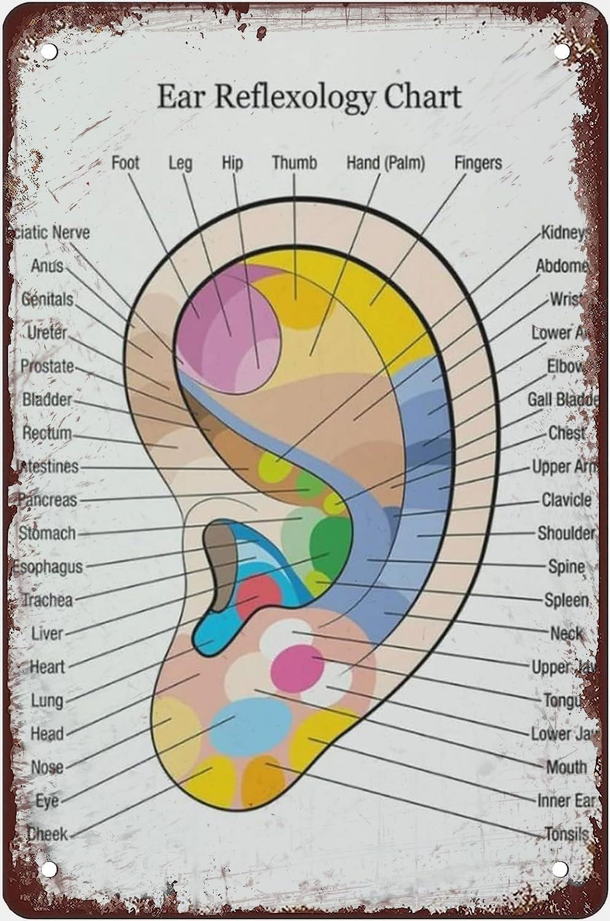 Tin Sign 8x5.5 Inch Vintage Tin Signs Ear Reflexology Colour Coded ...