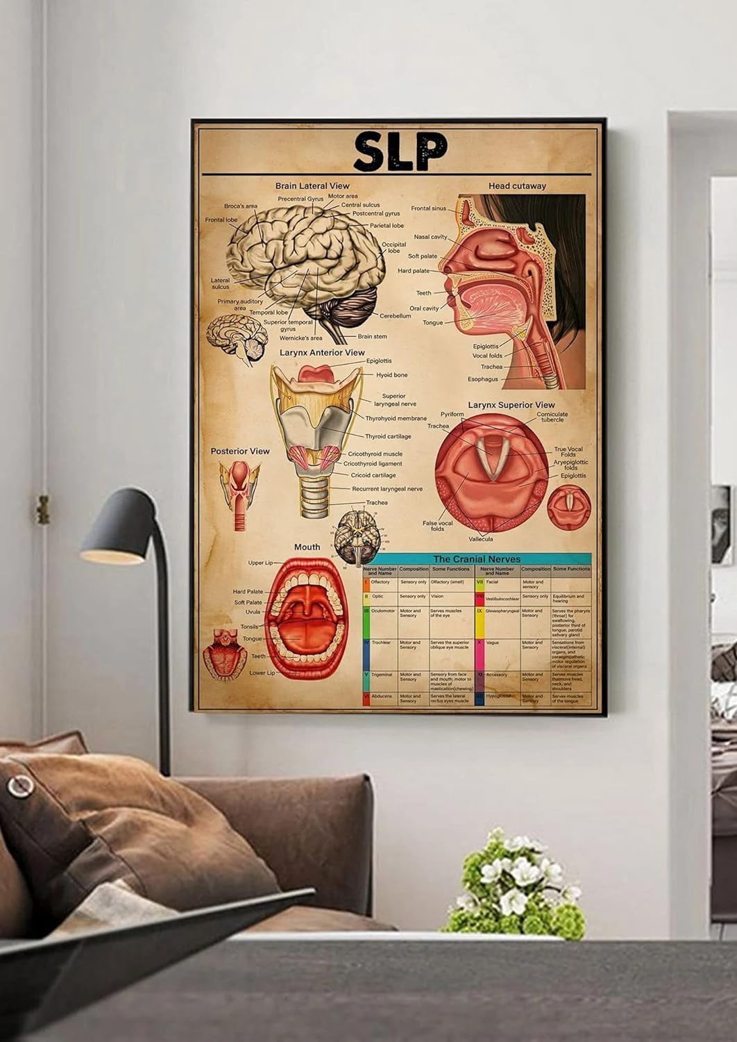 Tin Sign Funny Slp Poster Anatomy & Physiology Slp Labeled Posters ...