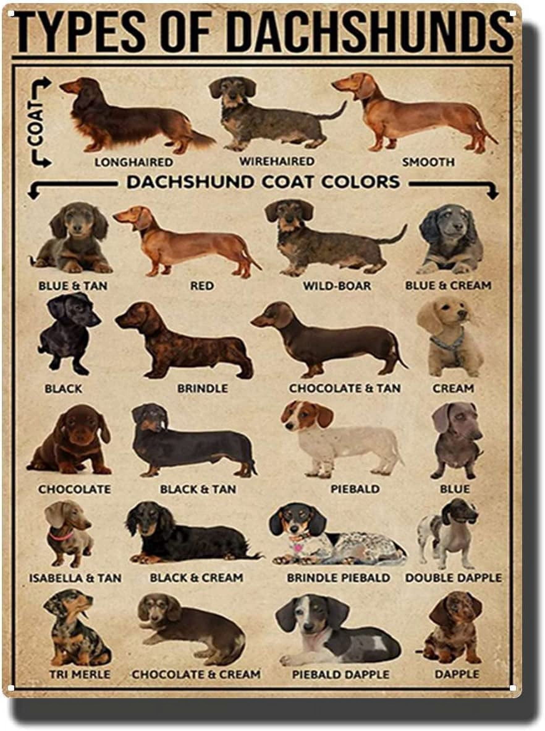 Tin Sign Painting Types of Dachshunds Dog Poster Dachshund Knowledge ...