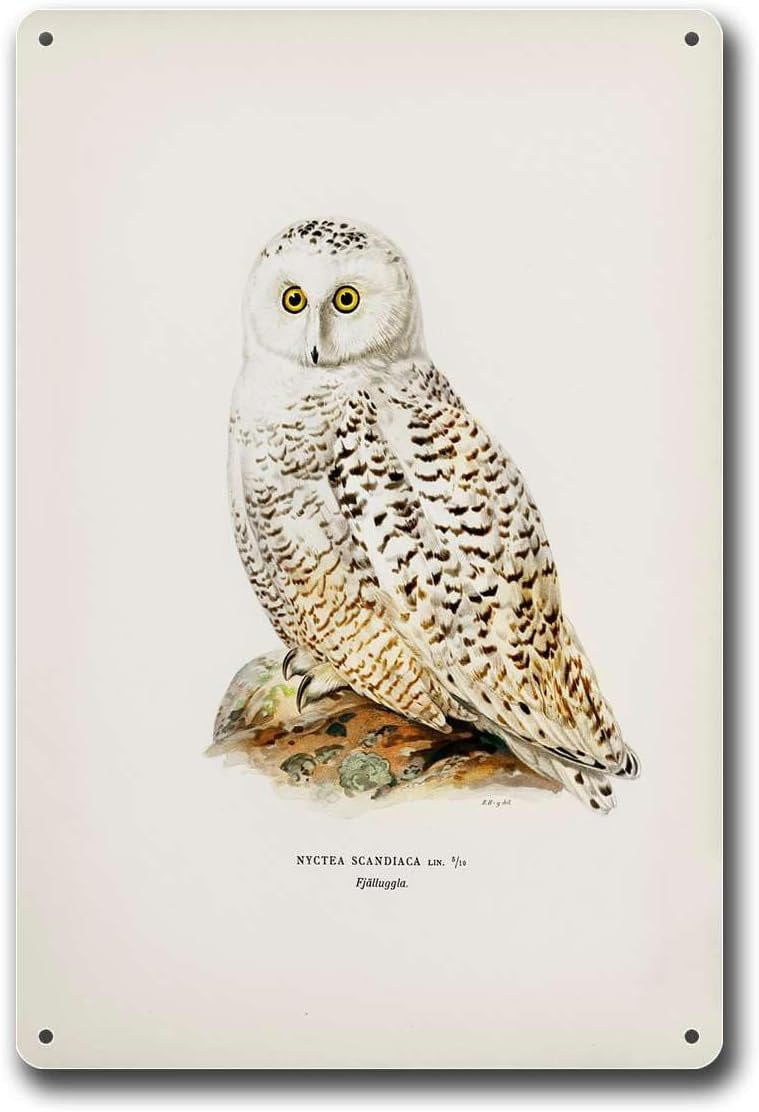 Tin Signs Antique Owl Fantastic Wildlife Stunning Snowy Owl Metal Signs ...
