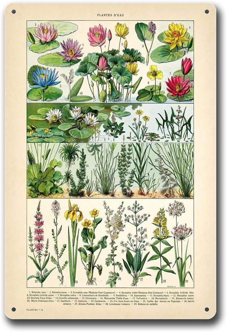 Tin Signs Aquatic Plants Antique French Chart Water Lily Botany Aquatic ...