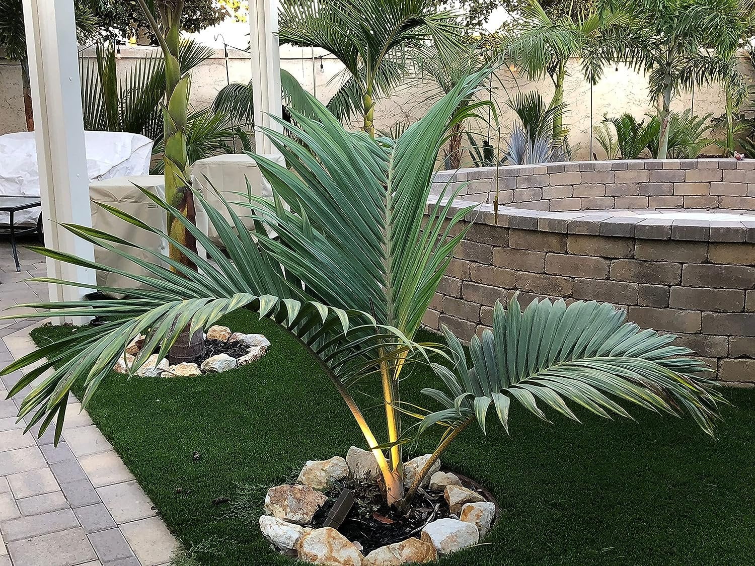 Tindea Palm - 5 Live Plants in 4 Inch Growers Pots - Kentiopsis ...