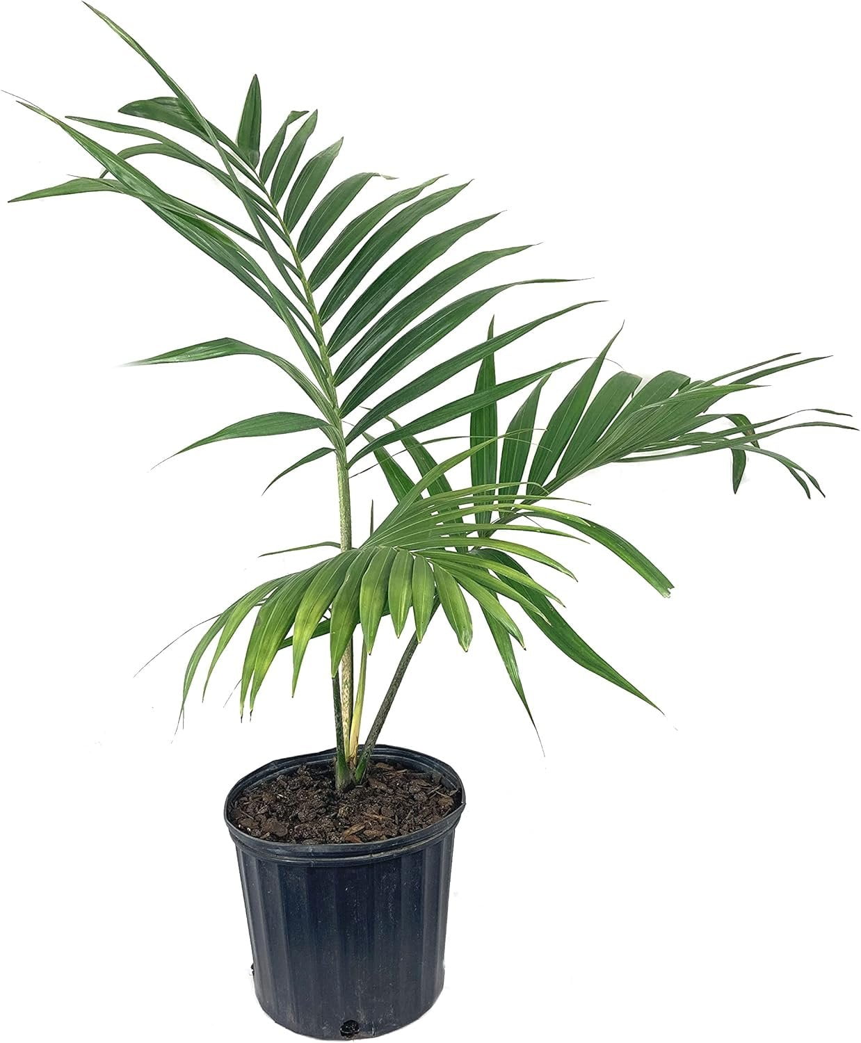 Tindea Palm - Live Plant in a 3 Gallon Growers Pot - Kentiopsis ...
