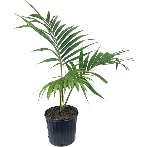 Pindo Palm