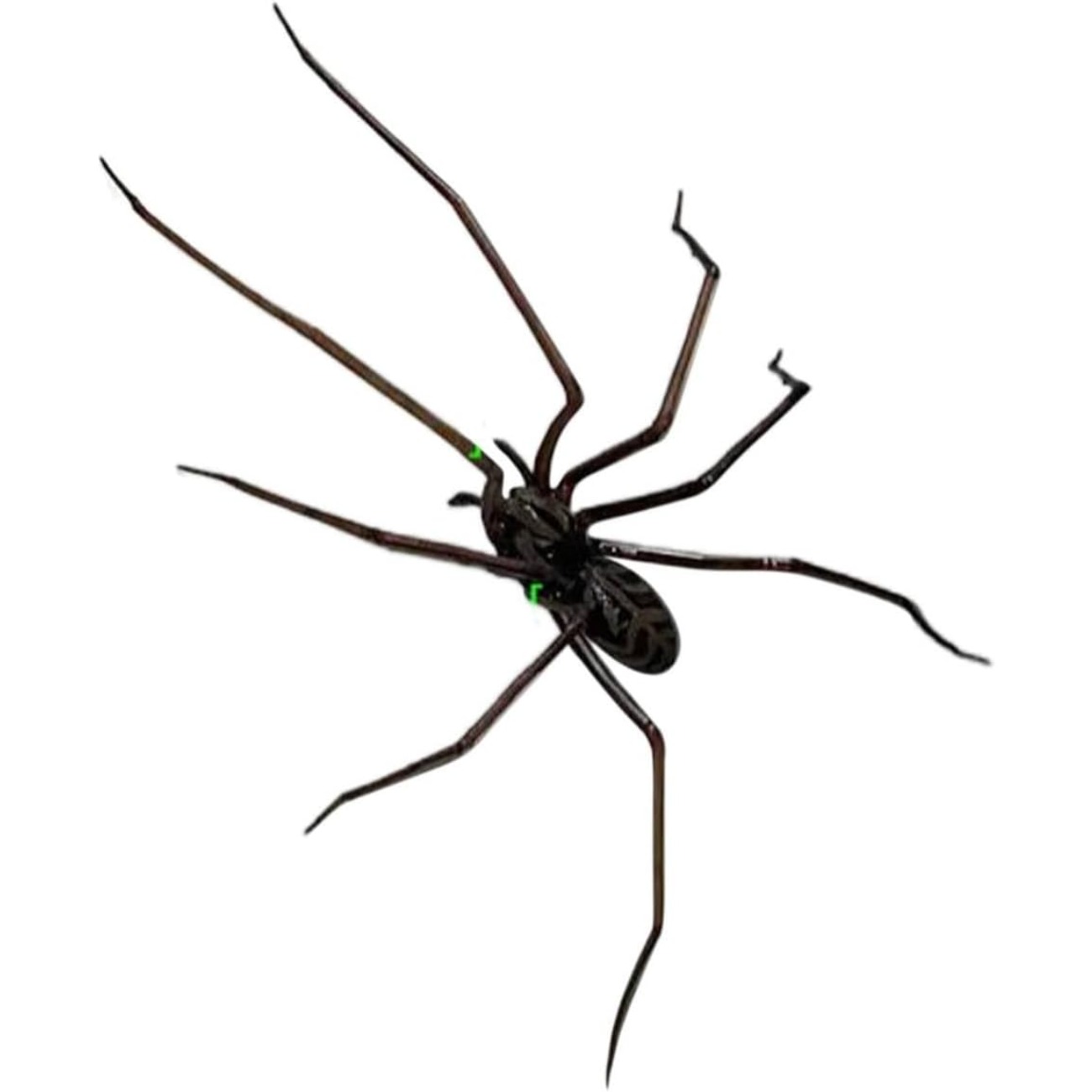 Tingzi 3D Spider Fridge Magnet, Realistic Spider Magnets, Cute Spiders ...