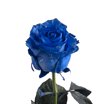 Blue Fairy Roses - 50 cm - Fresh Cut Flowers - 50 Stems - by ...