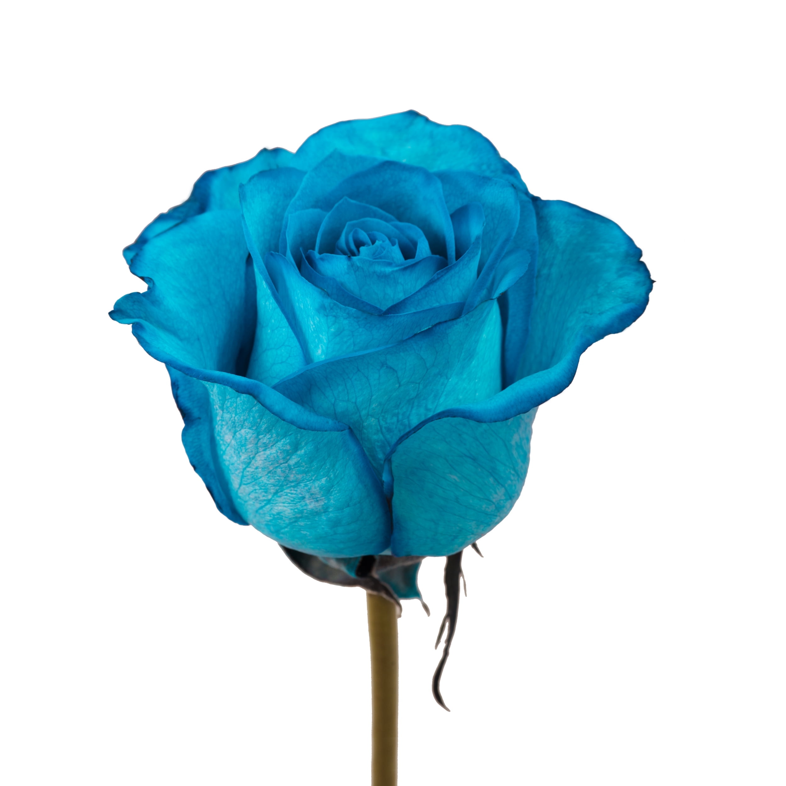 Tinted Turquoise Roses 50 Stems of Farm Direct Fresh Cut Flowers by ...