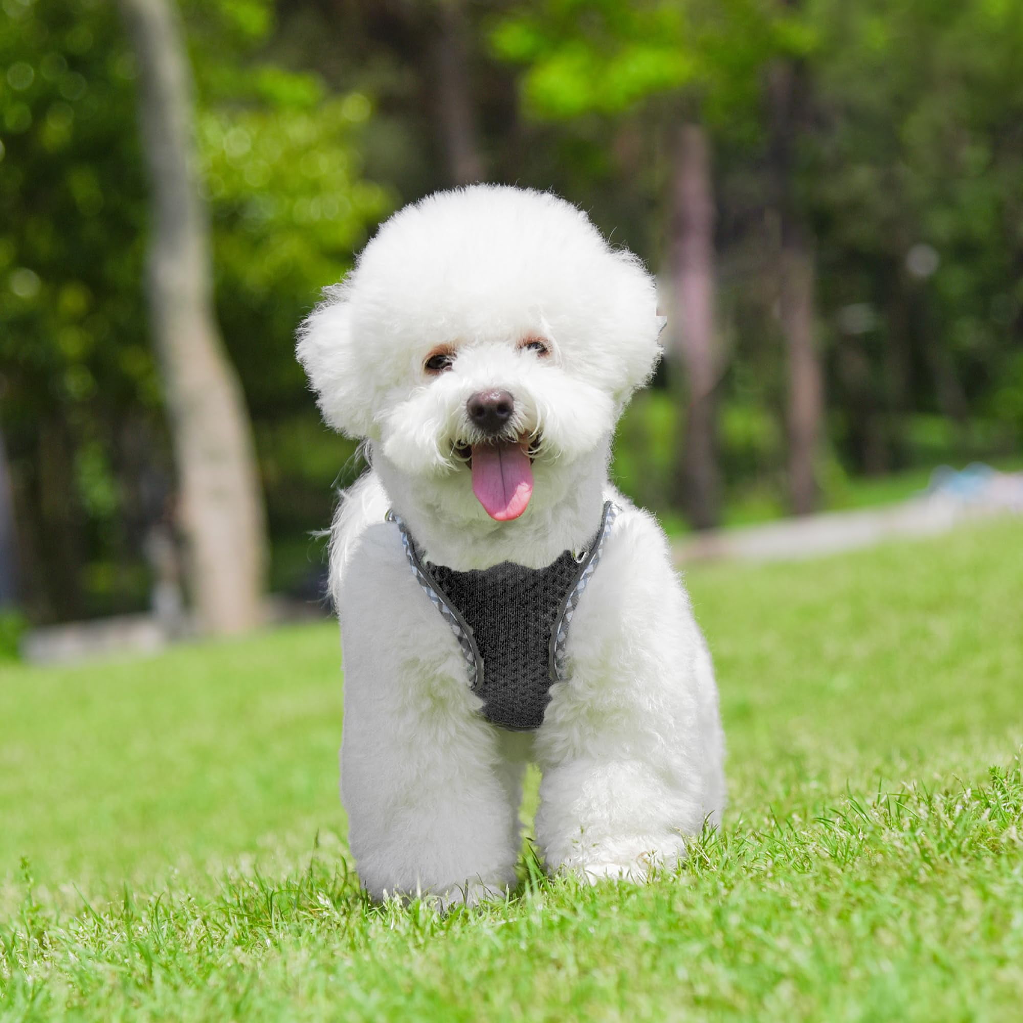 Tiny Dog Harness, All Weather Mesh, Reflective Stripes, No Pull Step in ...