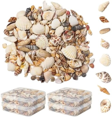 Tiny Natural Mixed Ocean Sea Shells Tiny Miniature Beach Critter ...