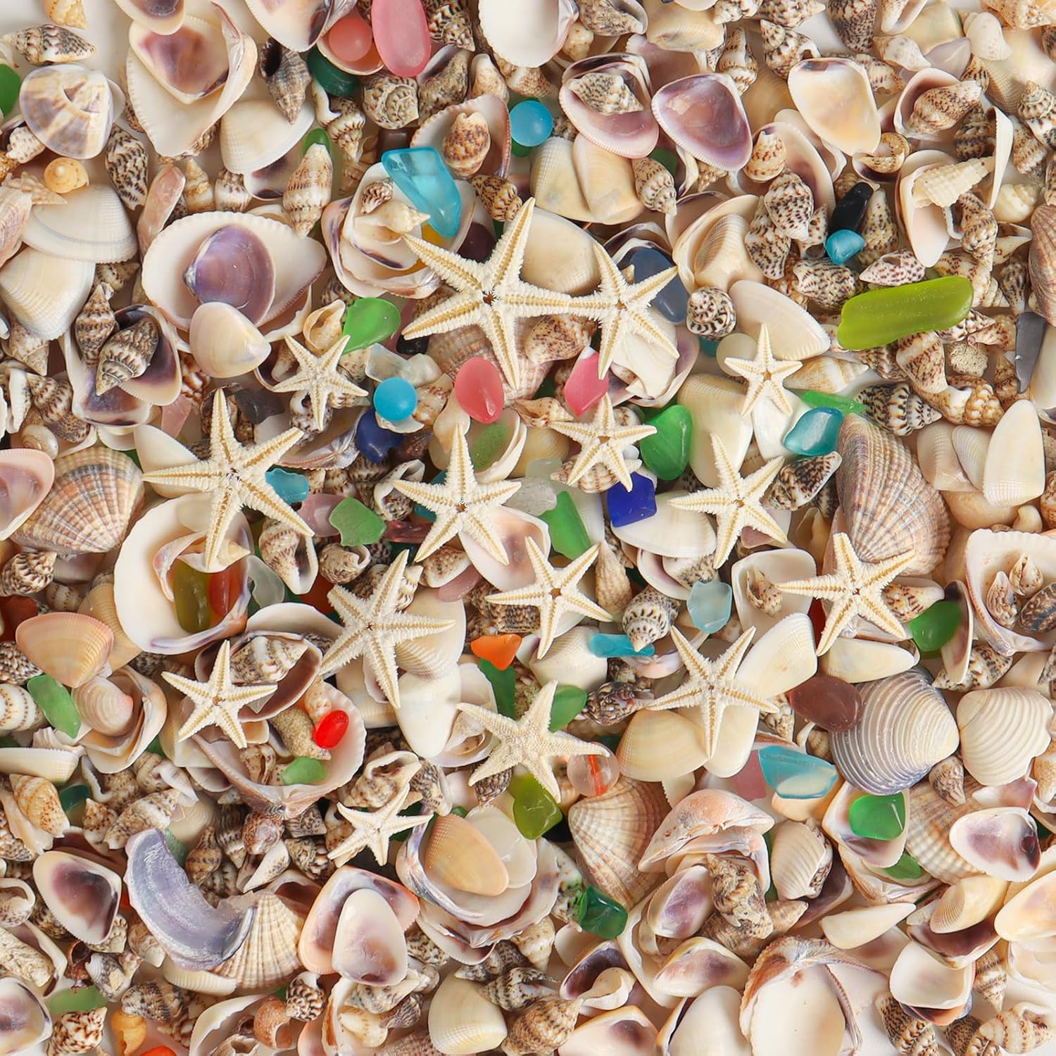 Tiny Sea Shells for Crafting,7 Ounces Mixed Mini Seashells with Sea ...
