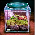 Tiny Terrarium Kit 4x4 Inch – DIY BioActive Starter Kit with Live ...