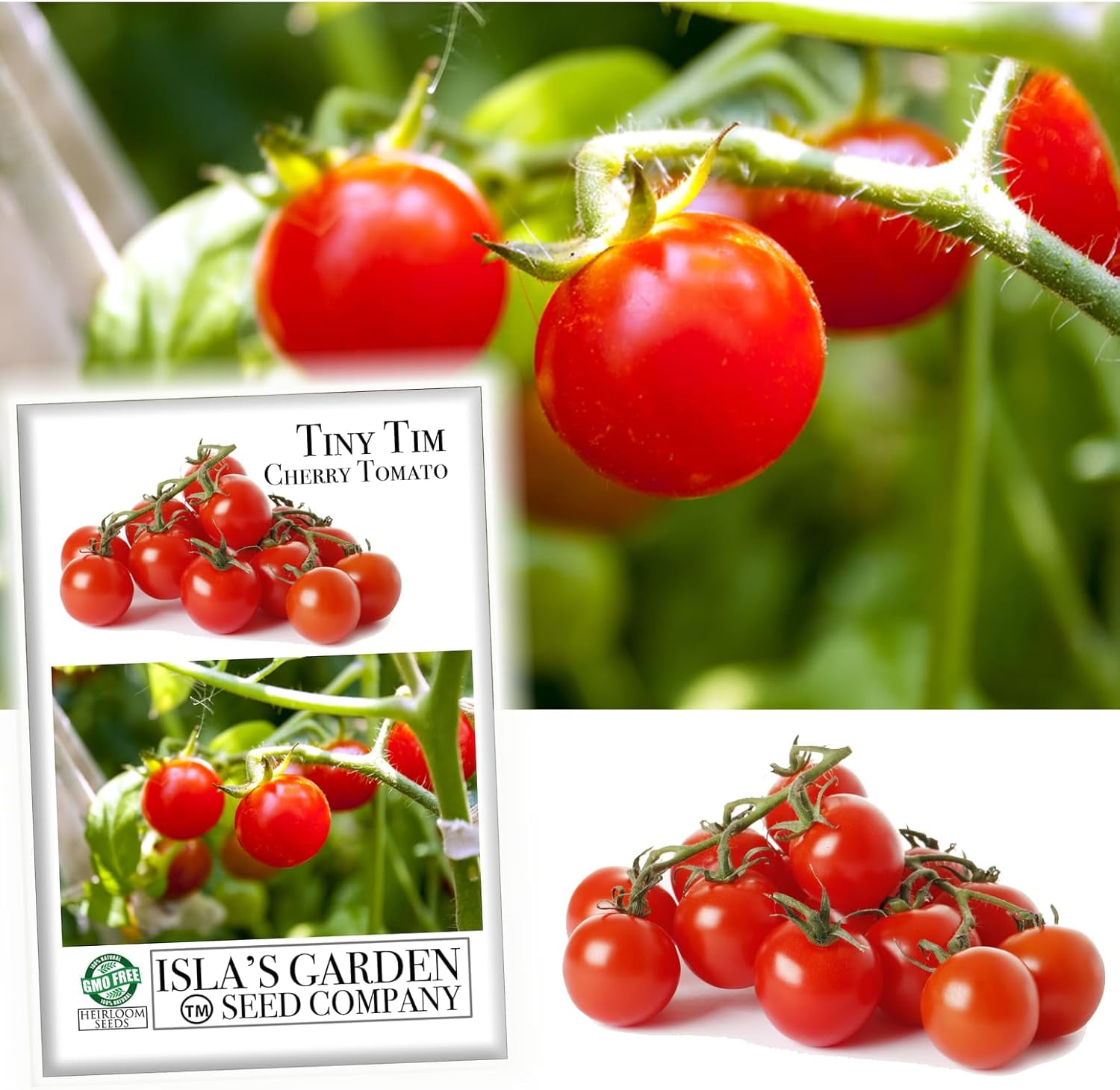 Tiny Tim Small Cherry Tomato Seeds - 25+ Heirloom Non-GMO Seeds - Lycopersicon esculentum ...