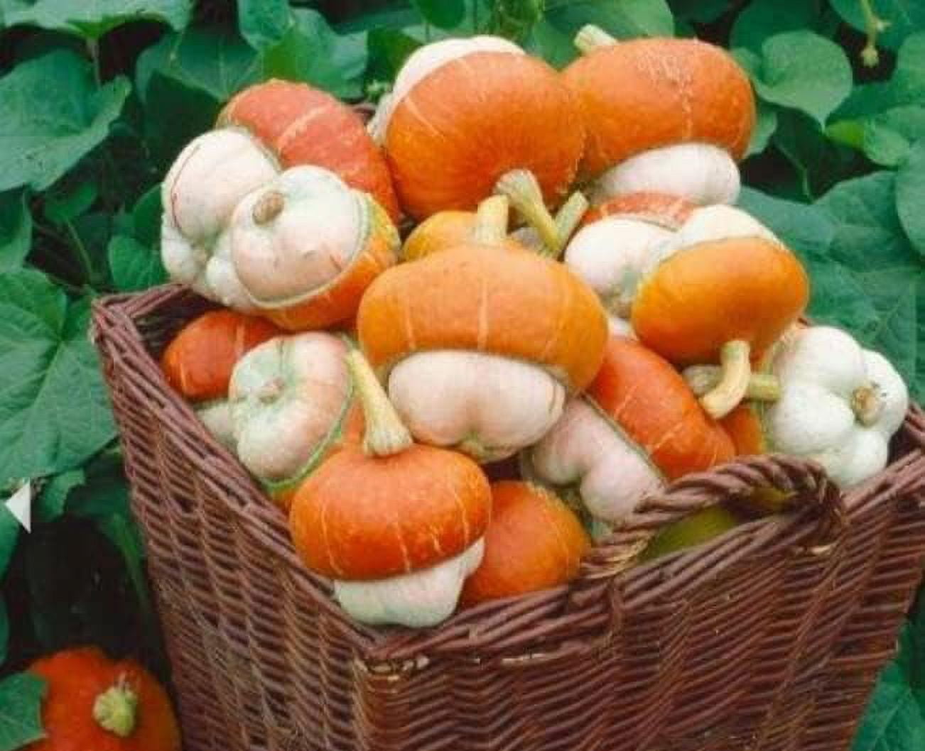 Tiny Turks Turban Pumpkin Seeds for Planting (5 Seeds) - Curious Mini ...