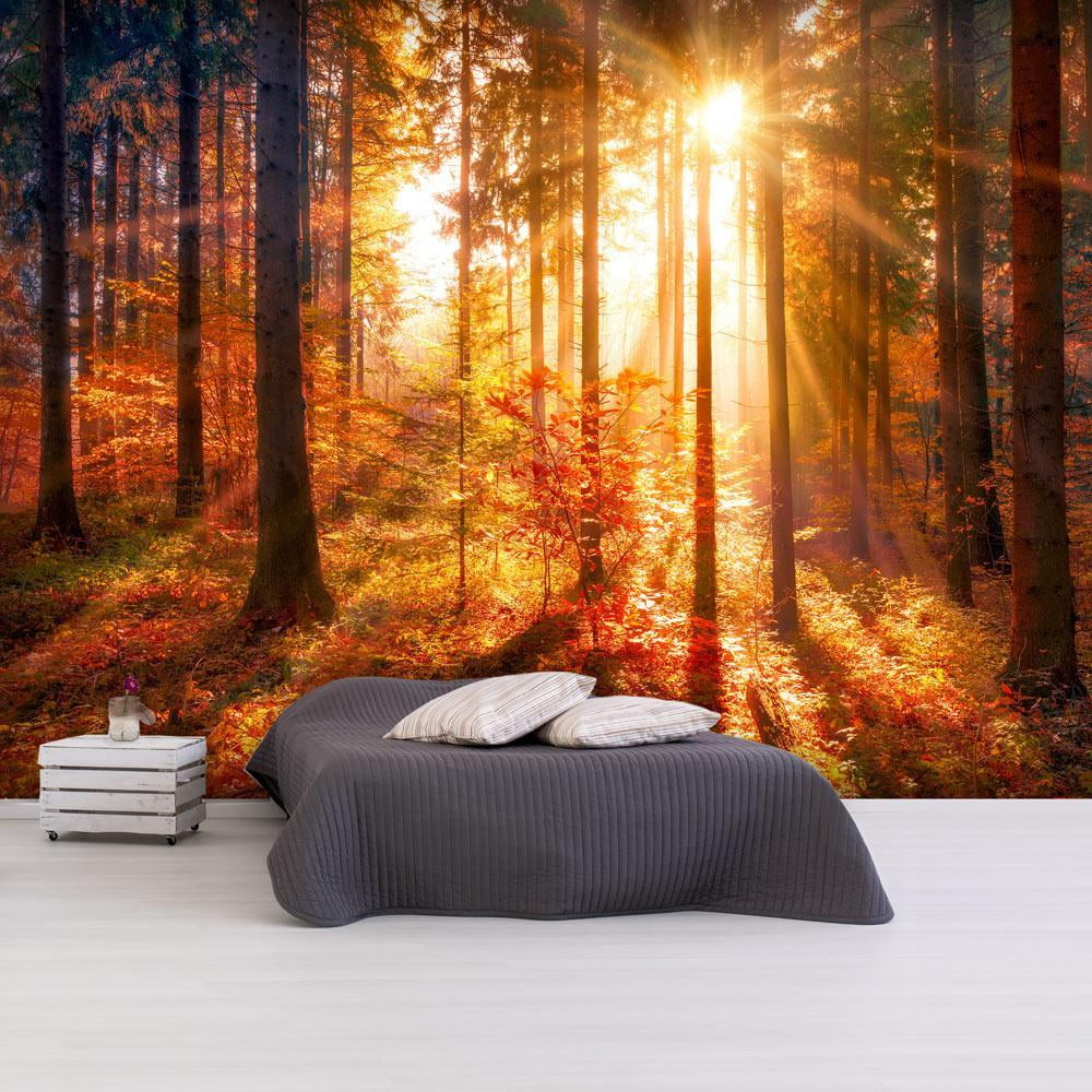 Tiptophomedecor Peel and Stick Forest Wallpaper Wall Mural - Trees In ...