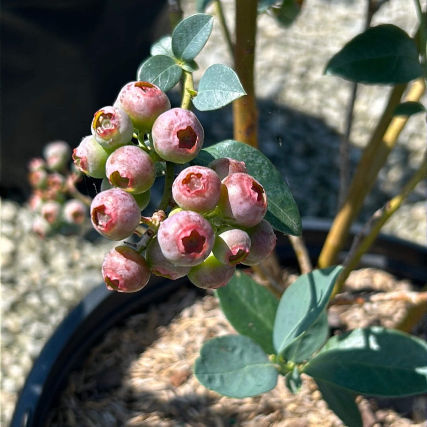 Titan Rabbiteye Blueberry Plant - 3 Gallon Pot - Walmart.com
