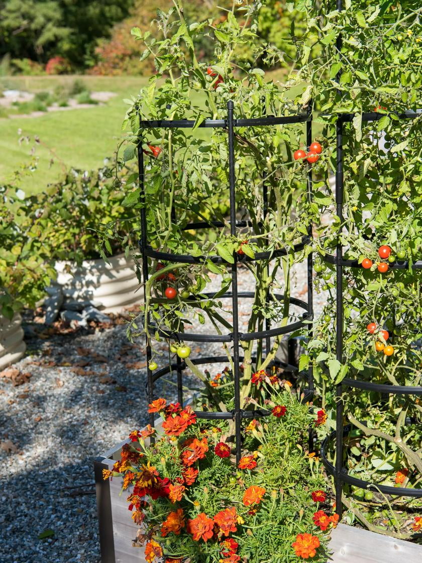 Gardener's Supply Company Titan 46" Steel Square Tomato Plant Support ...