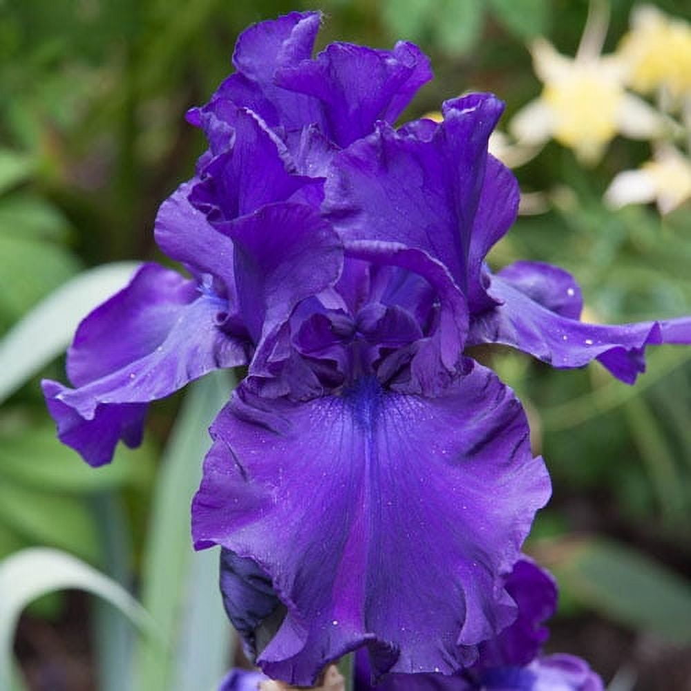 Titan's Glory Bearded Iris Dormant Bare Root Perennial Rhizome (1-Pack ...