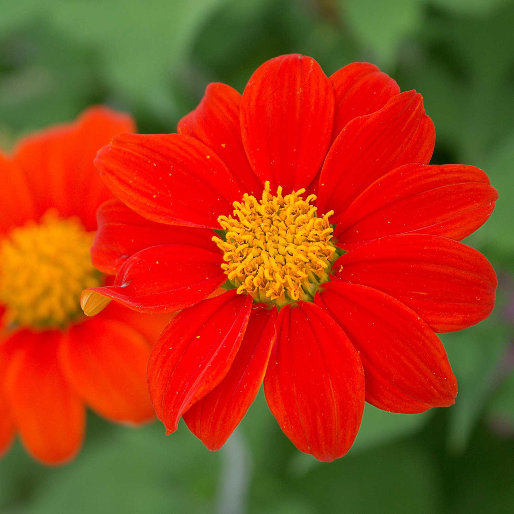 Tithonia Goldfinger 1 Grams Seeds – Mexican Sunflower – Blood Orange ...