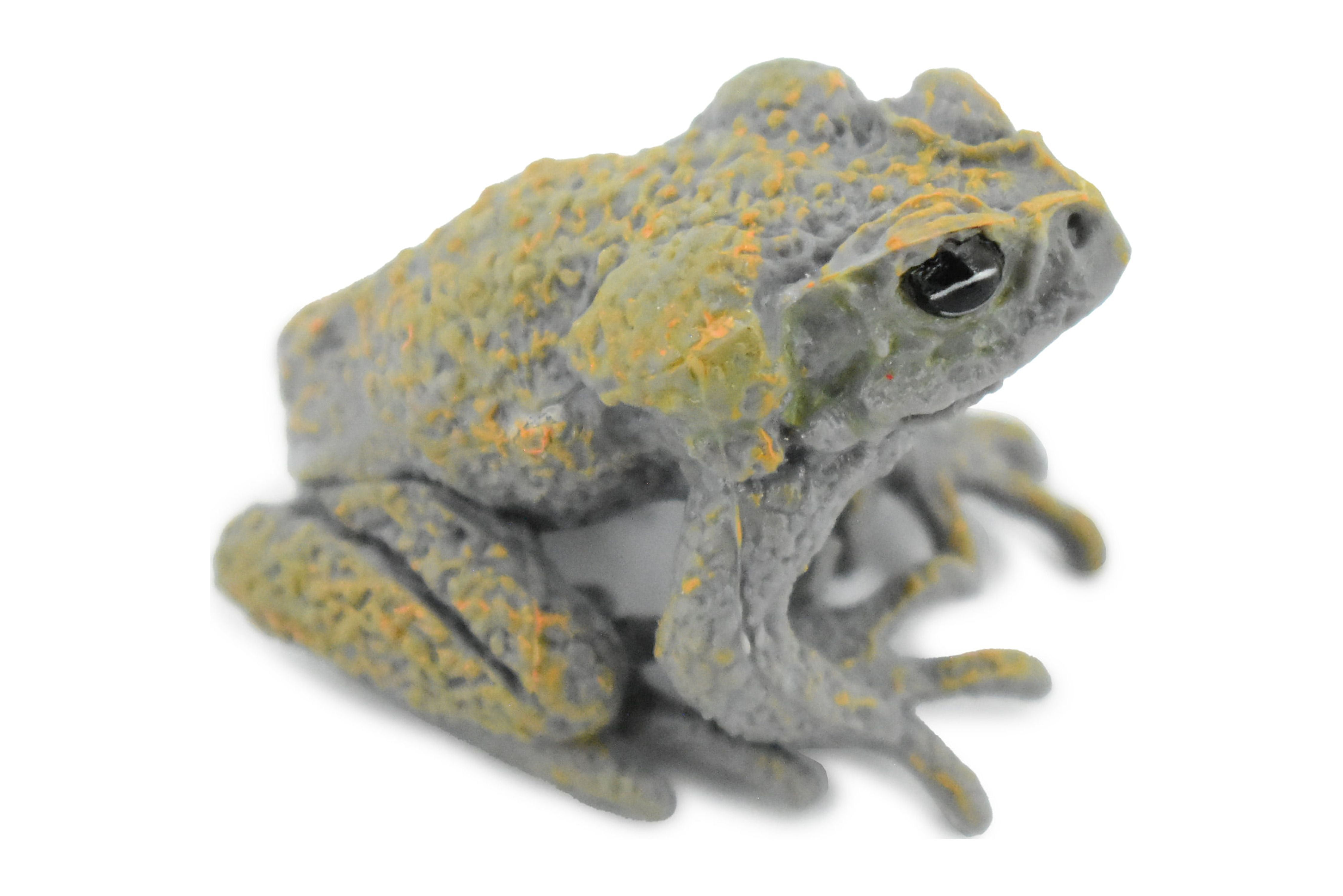 Educational Plastic Cane Toad Figurine: Museum Quality, Realistic ...